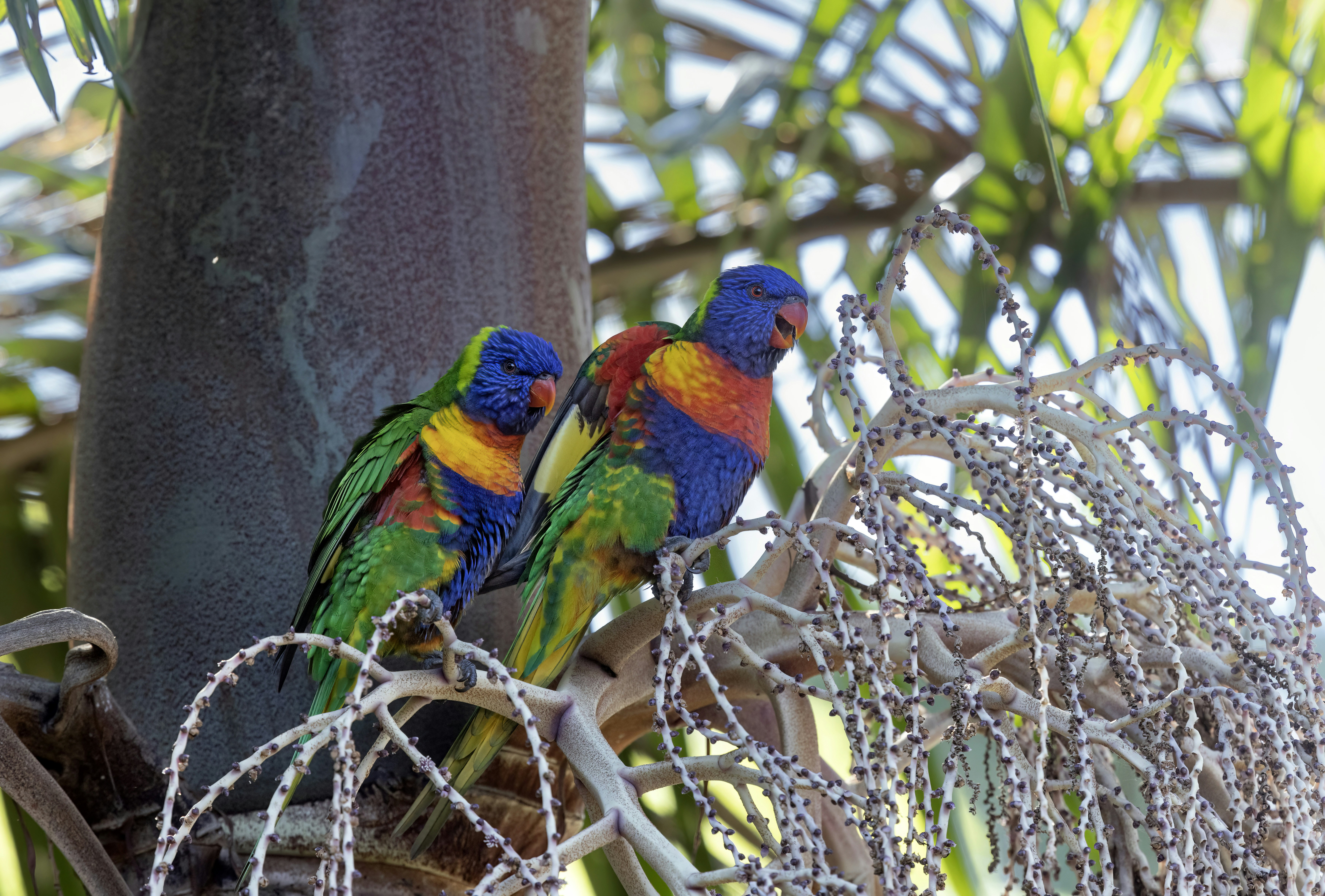 Two Rainbow Lorikeets Perched on a Weathered Post Amid Coiled Barbed Wire