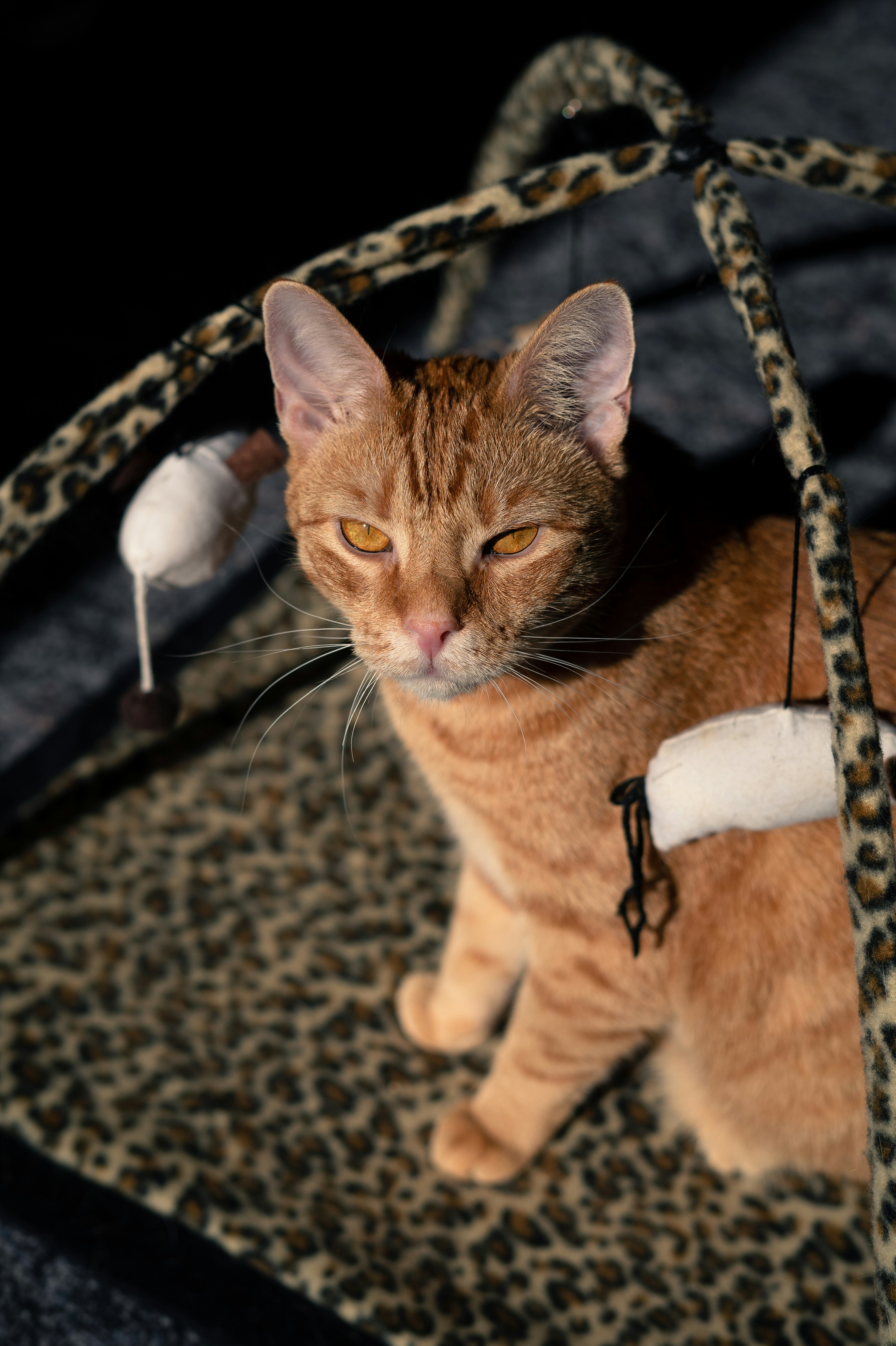 Amber-Eyed Cat Surrounded by Leopard-Print Play Ropes
