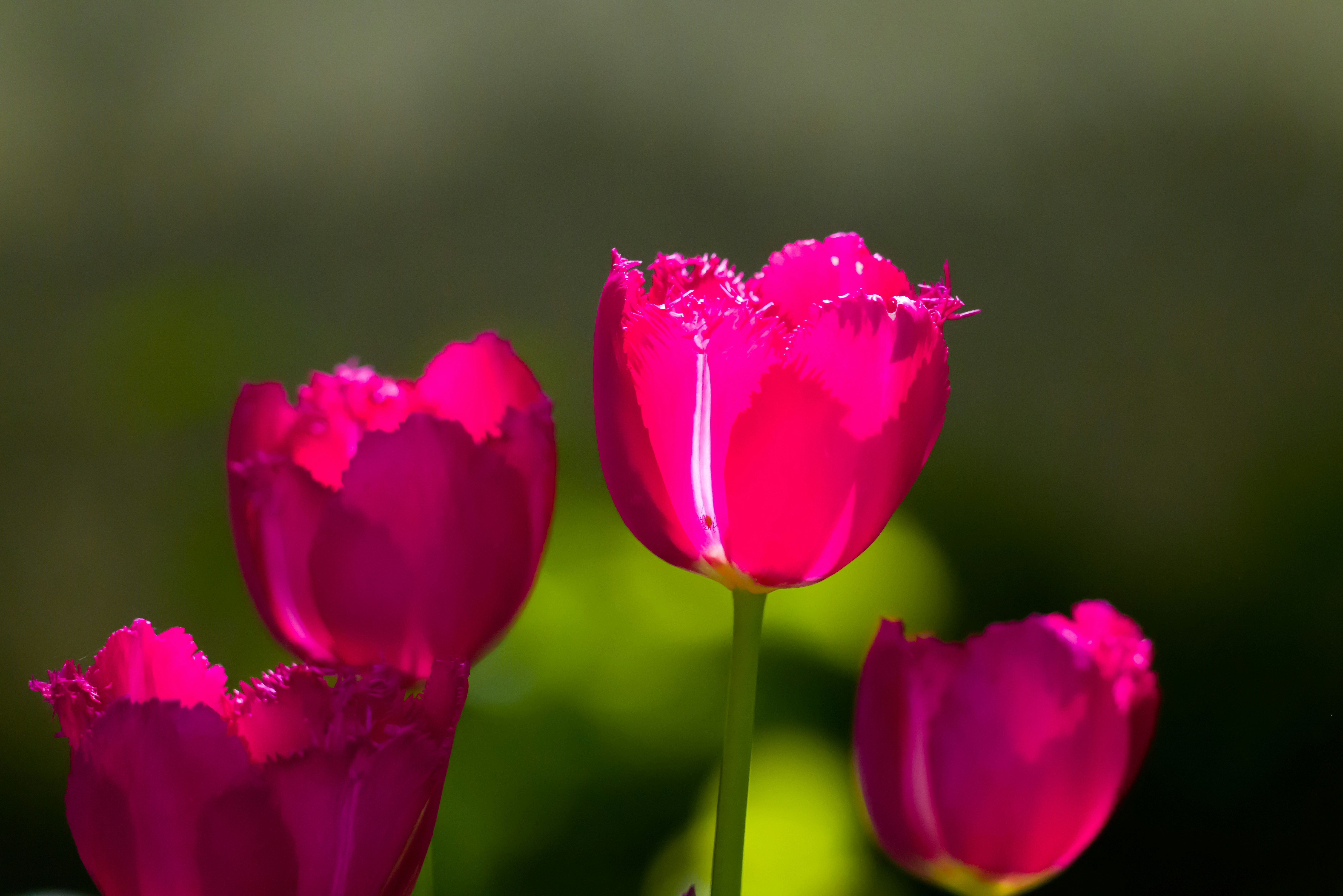 Center-Stage Pink Tulip: A Focused Moment Against Velvet Green
