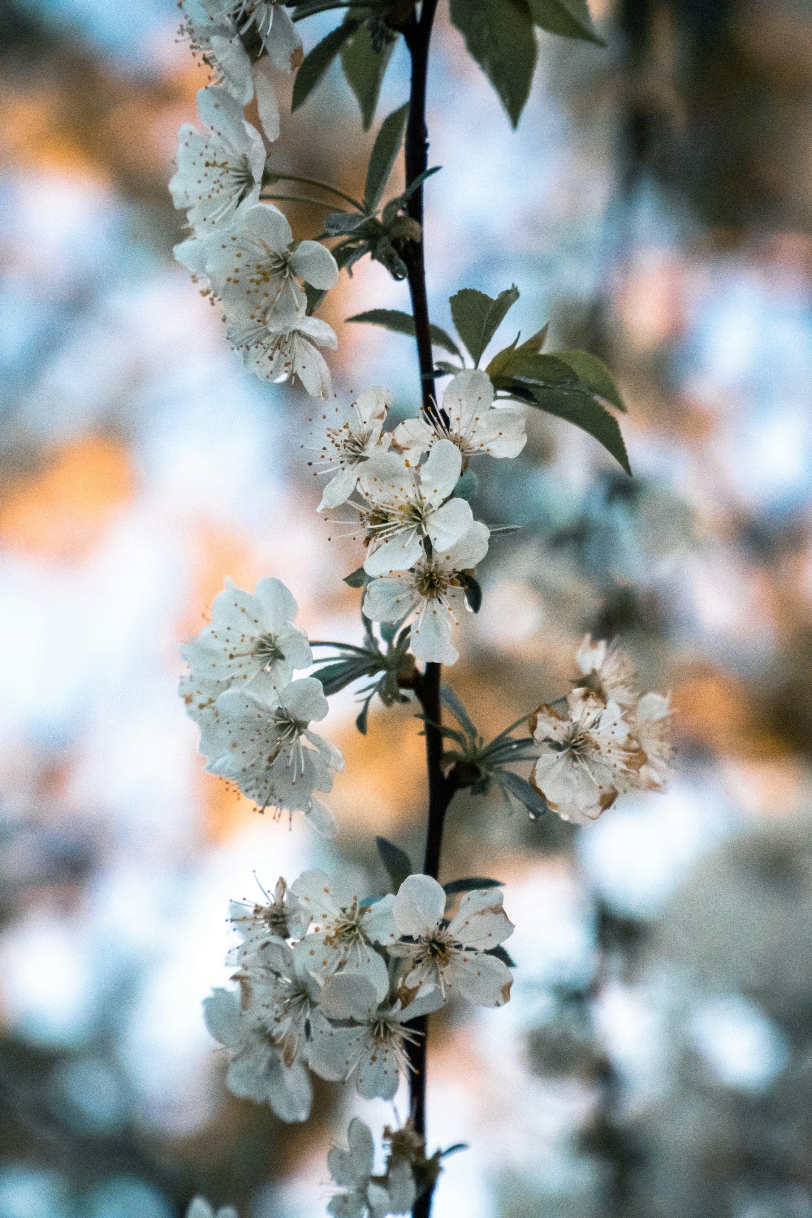 Tumblr Spring Photography