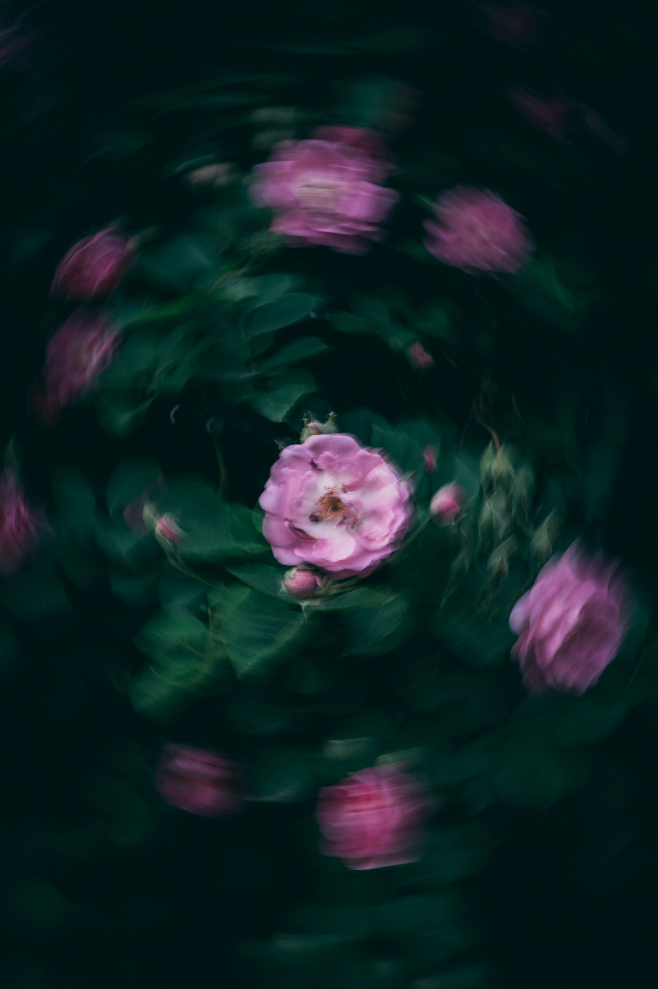 Roses in a Soft Spiral: Blossoms Blurred into a Dreamlike Vortex