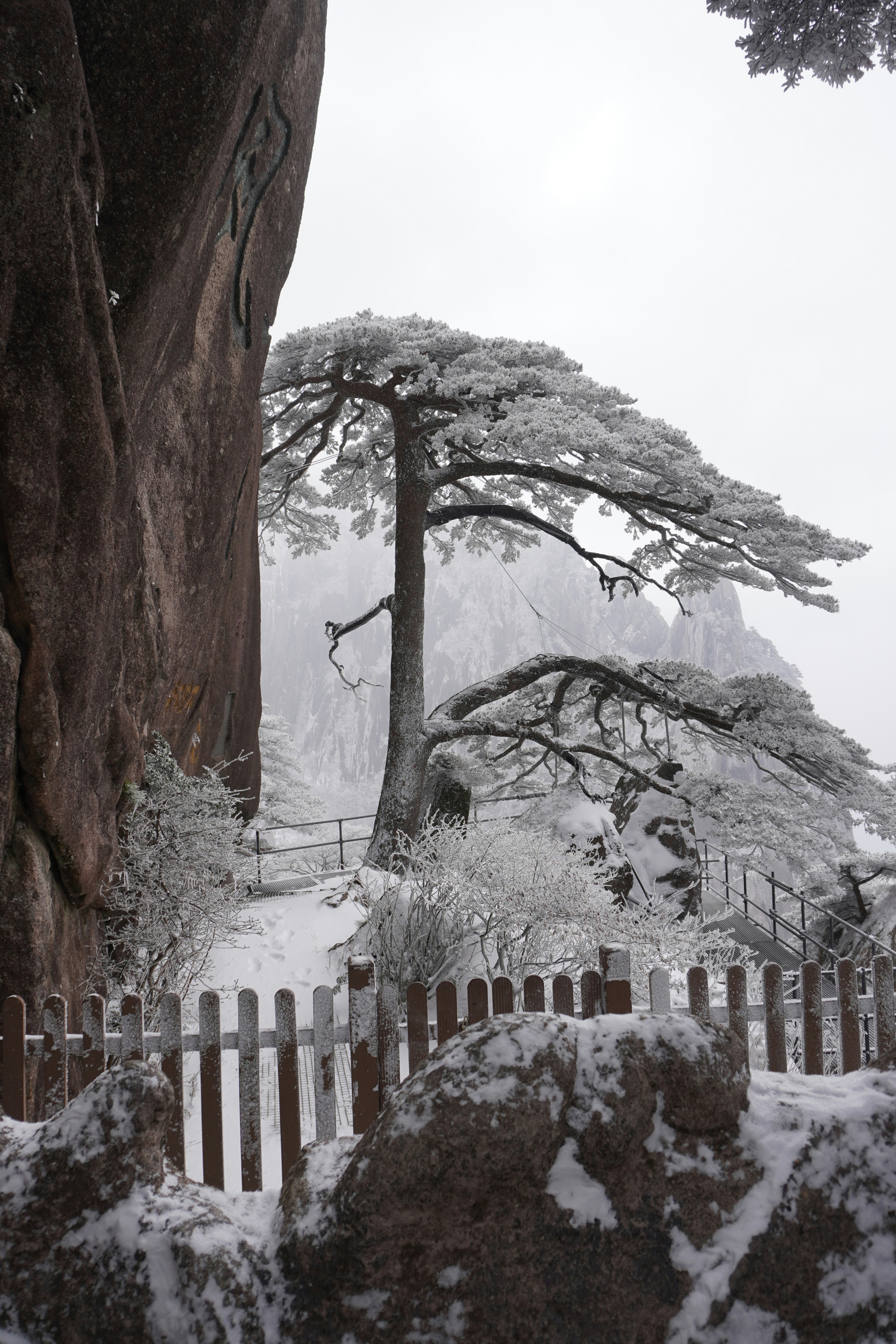 Leaning Pine on a Frosted Cliff: A Quiet Winter Vista