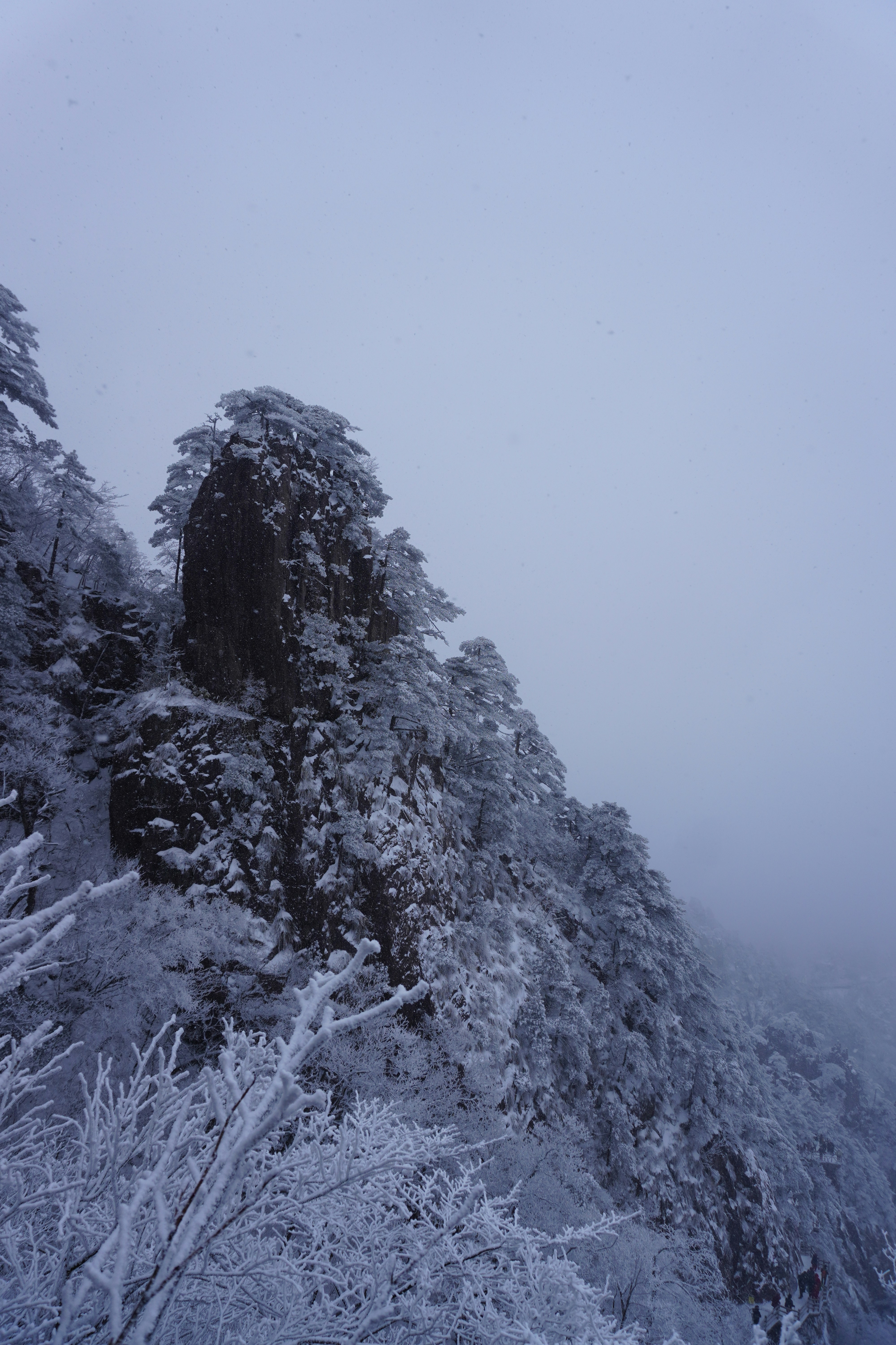 Snowbound Promontory: Frosted Pines Clinging to a Misty Cliff