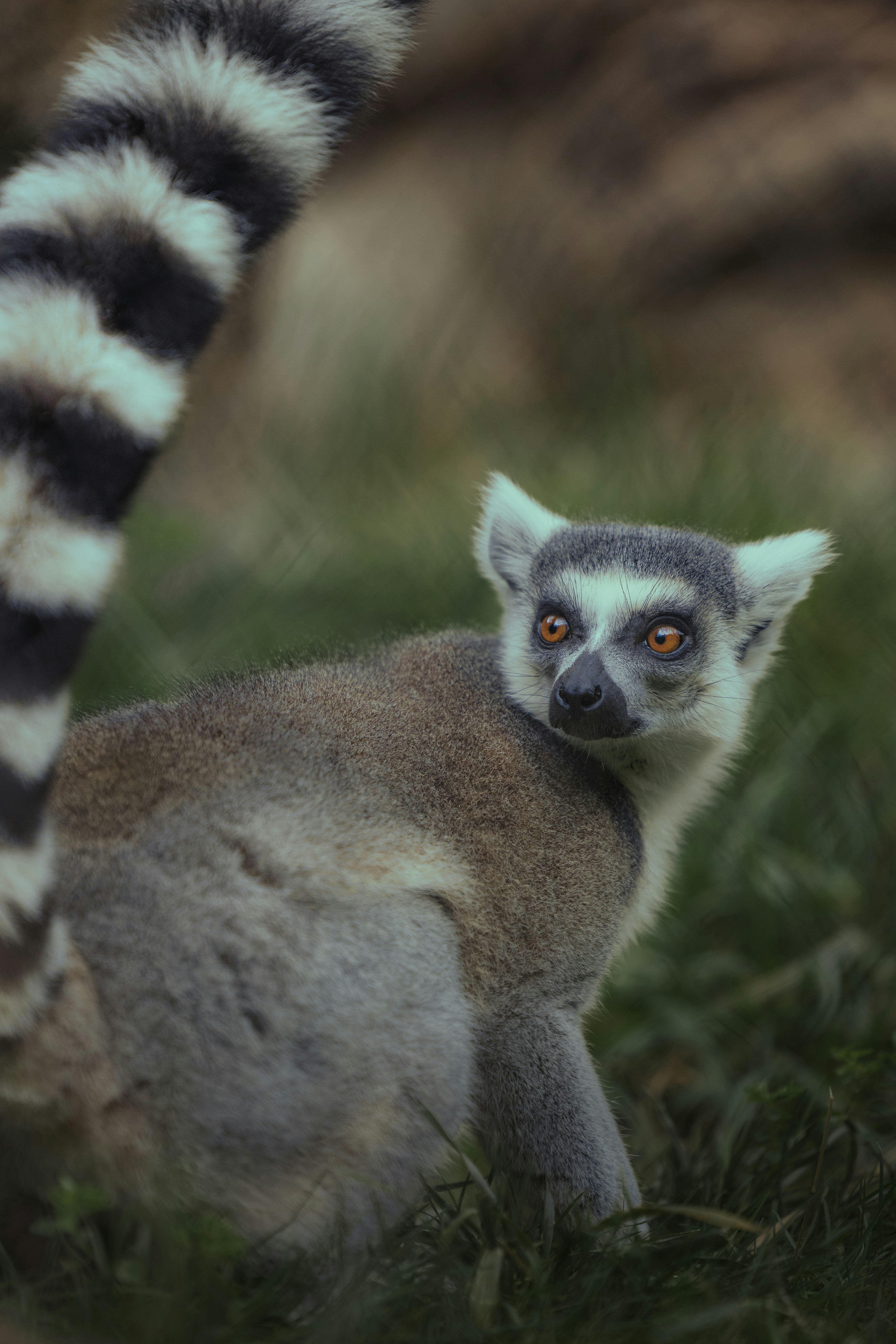 A close up of a small animal in the grass photo – Free San diego zoo ...