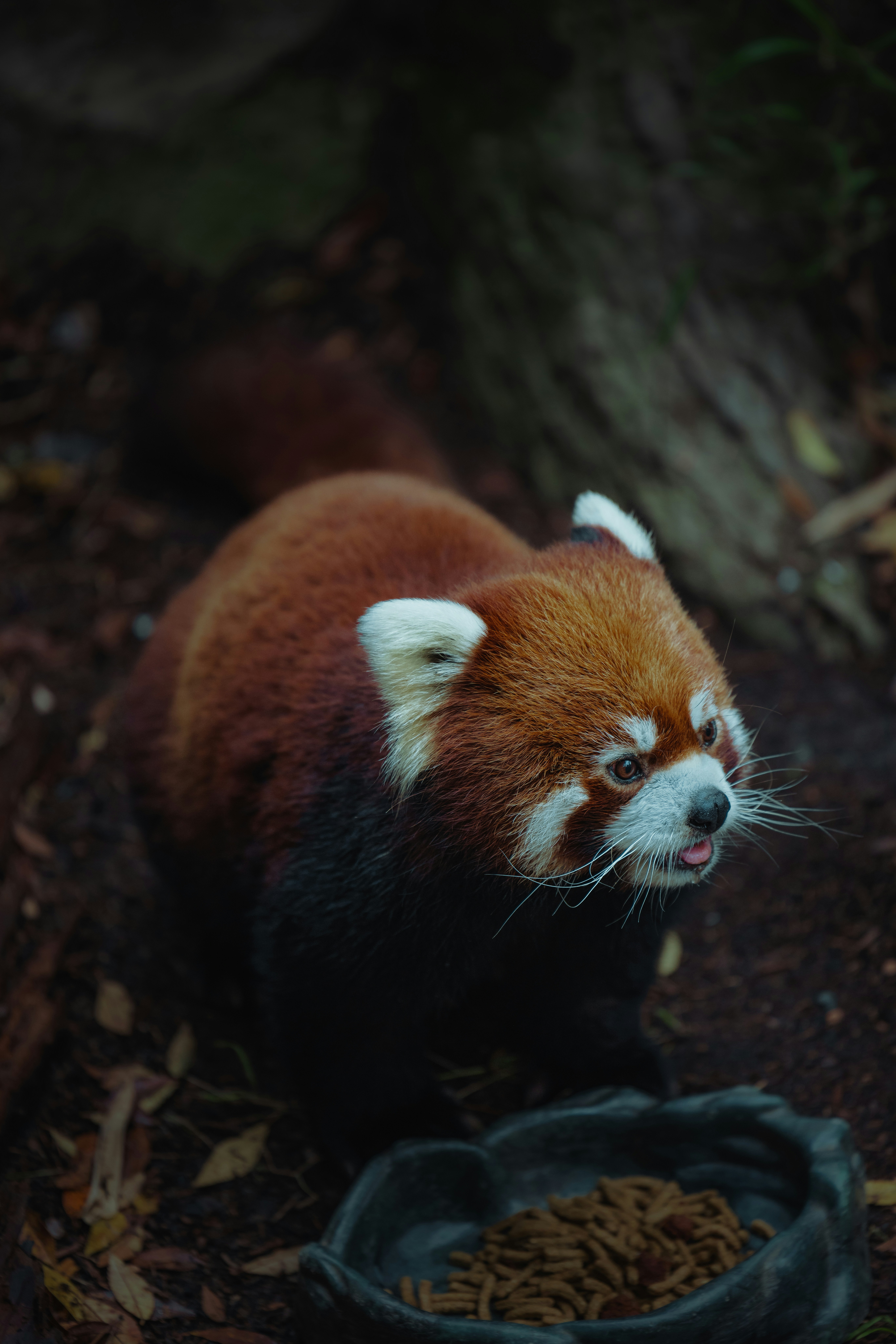 A red panda eating food out of a bowl photo – Free Red panda Image on ...