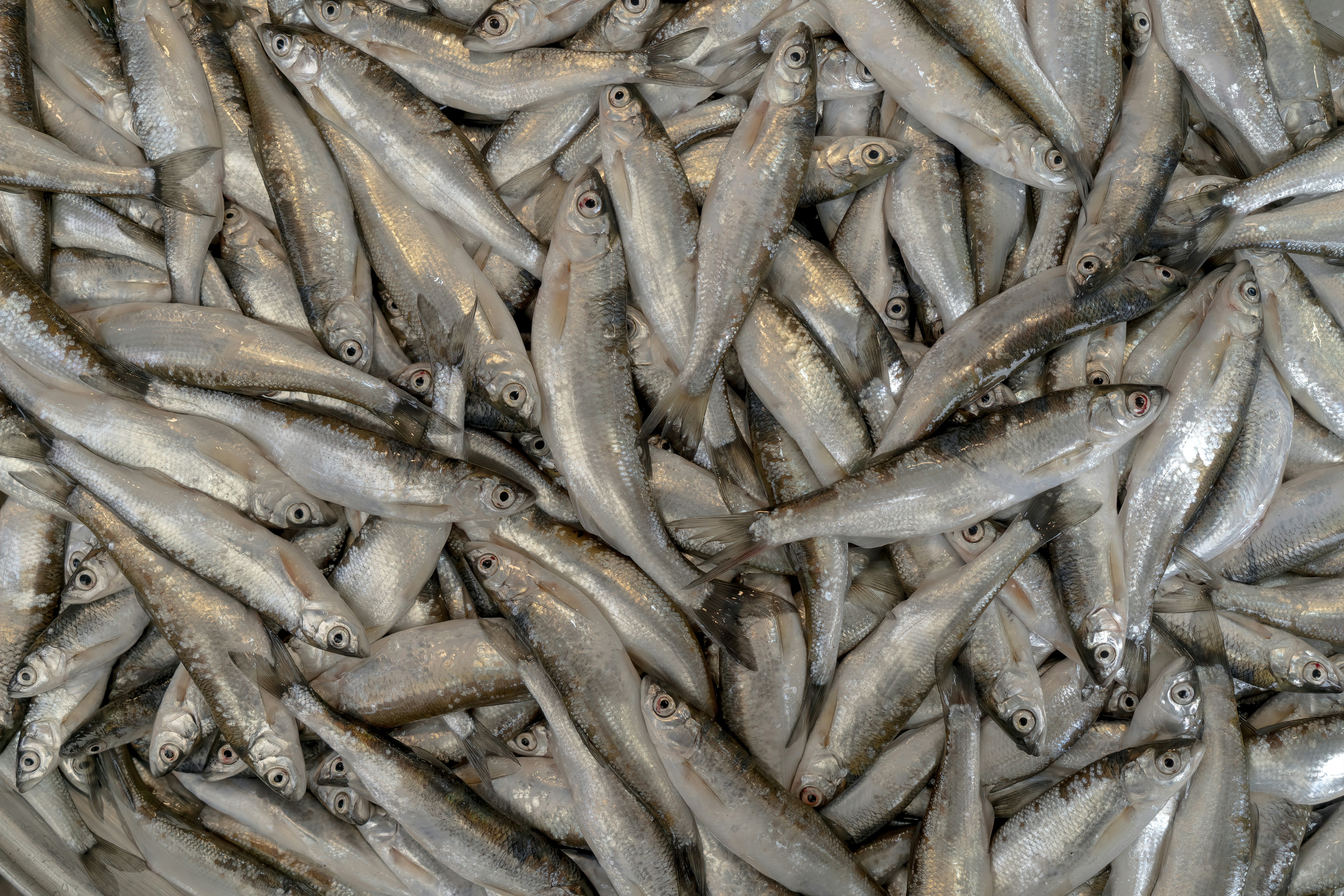 A bunch of fish that are in the water photo – Free Iran Image on Unsplash