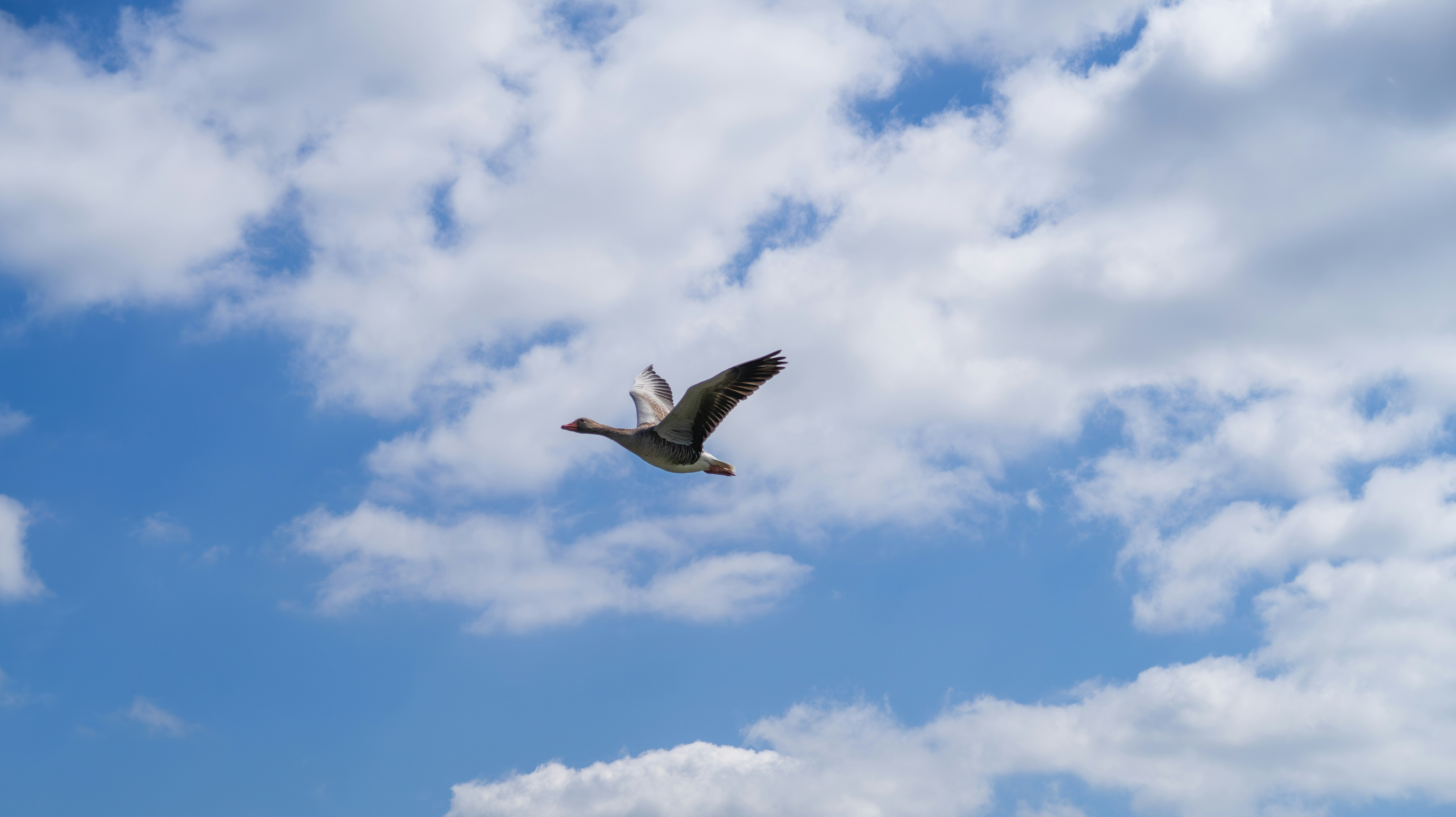 《孤鸿 Lonely Goose》简谱五线谱