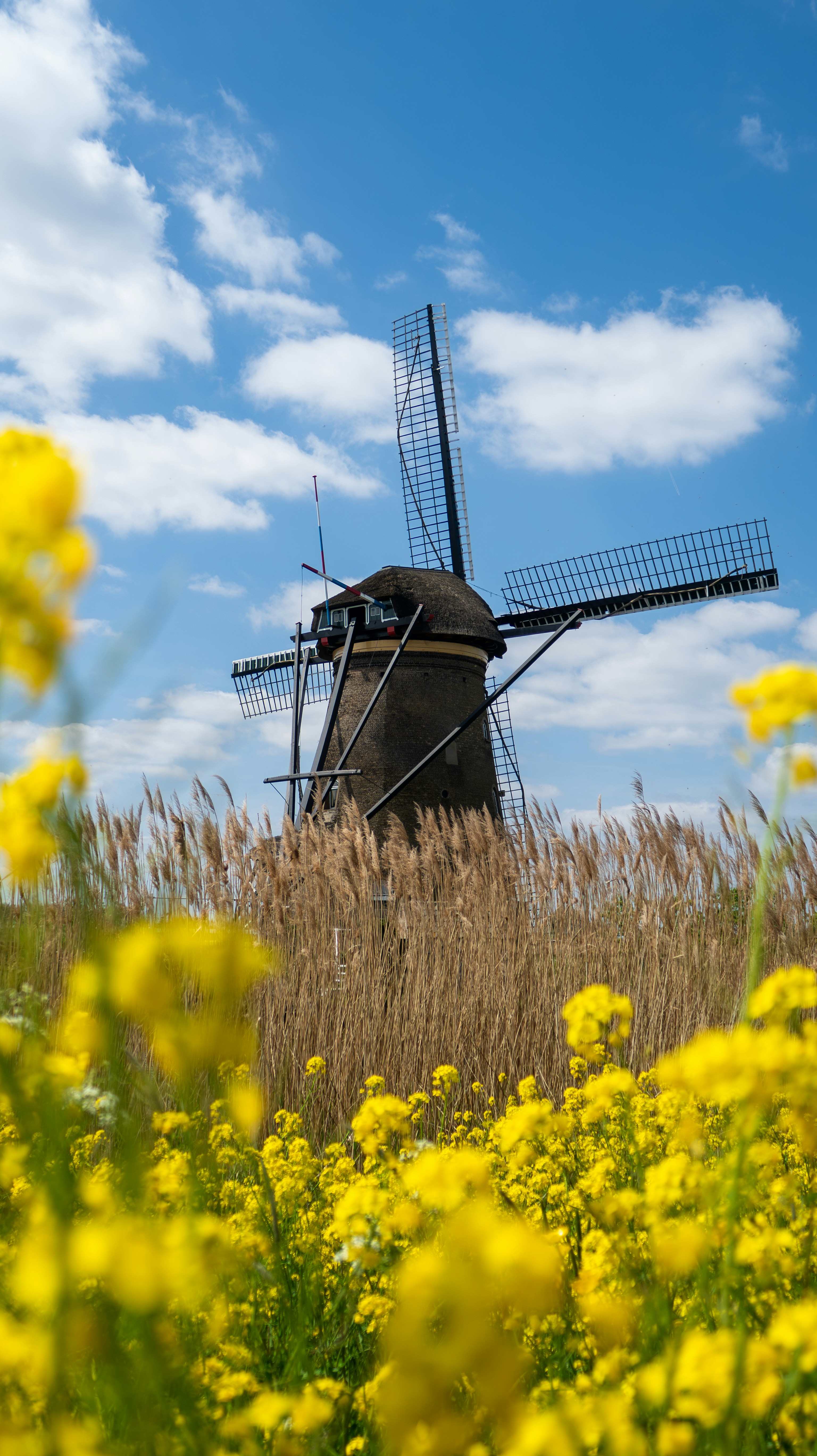Canola Chorus: A Windmill Standing Tall in a Sea of Yellow
