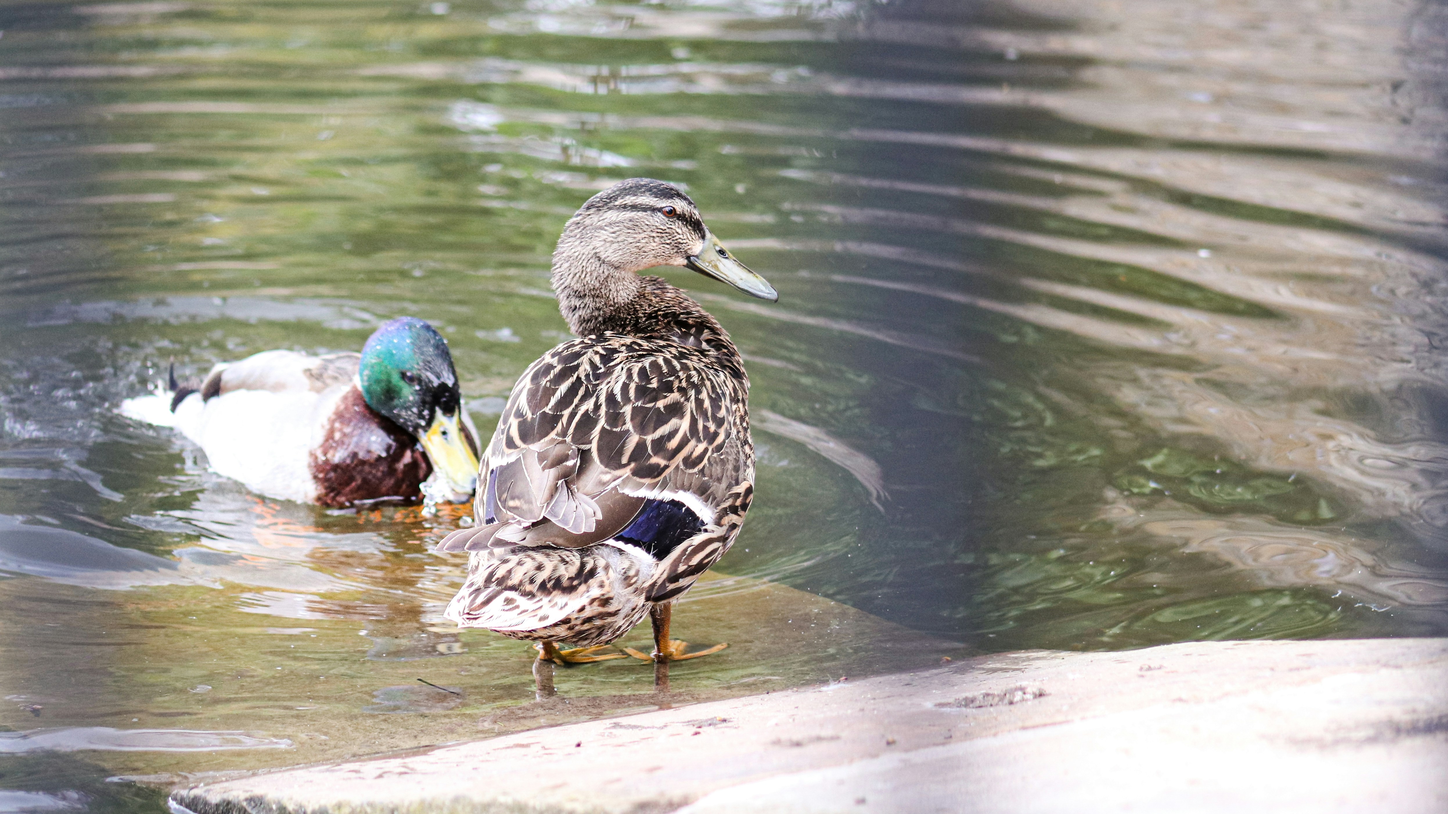 Riverside Mallards: A Quiet Moment at the Water's Edge