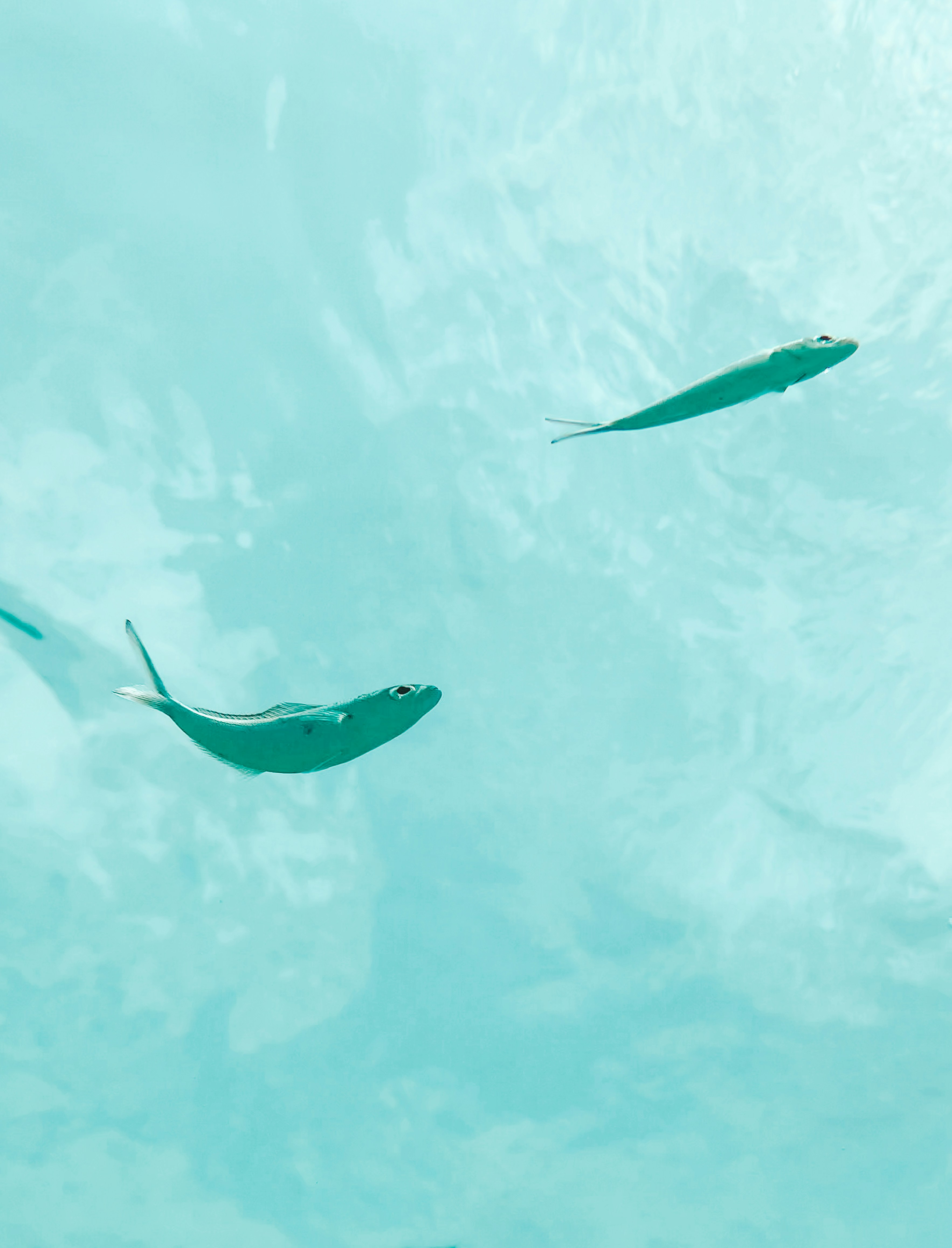 A couple of fish swimming in a pool of water photo – Free Fish Image on ...