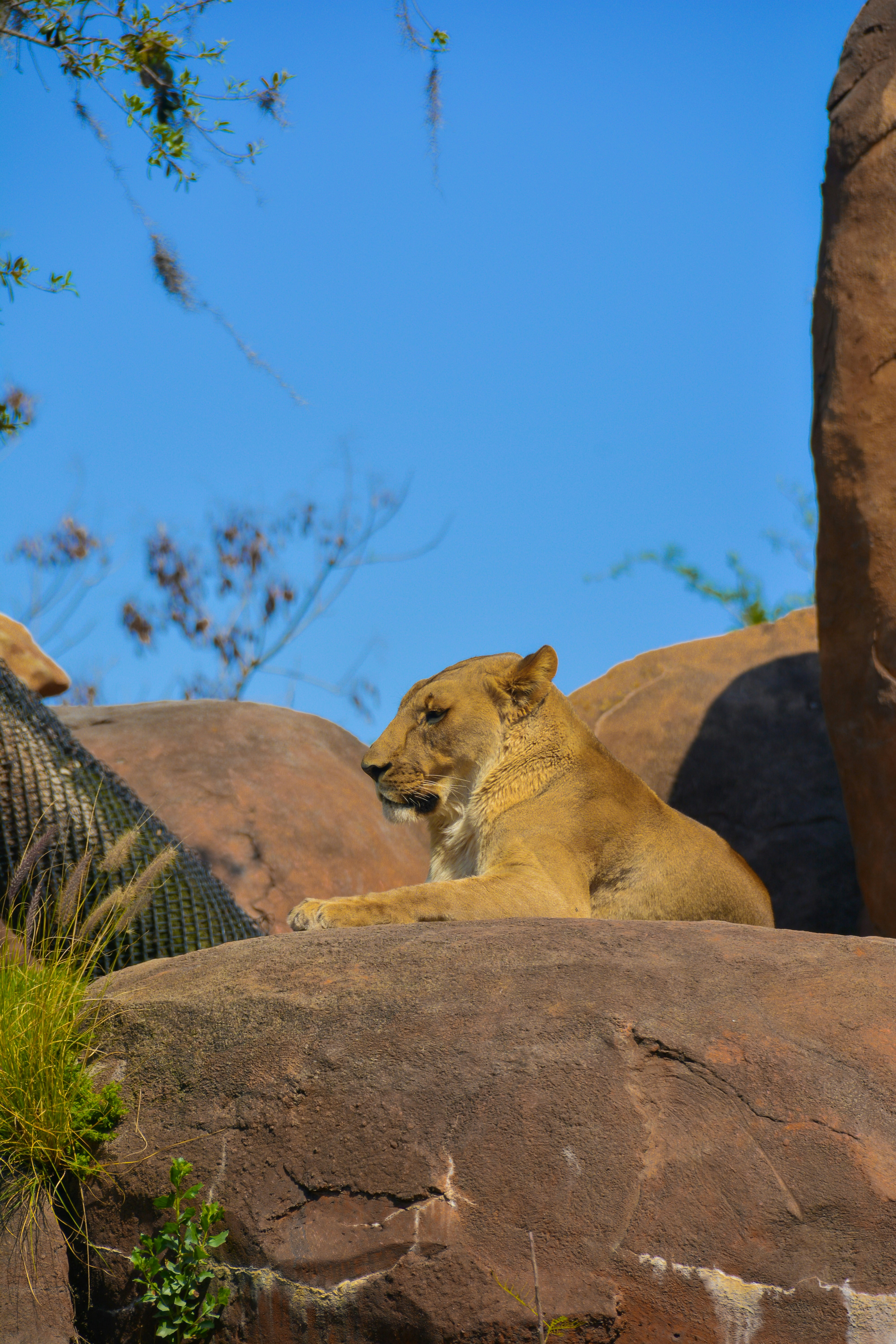 León Sentado En La Roca León En La Roca — Foto De Stock © Ksumano