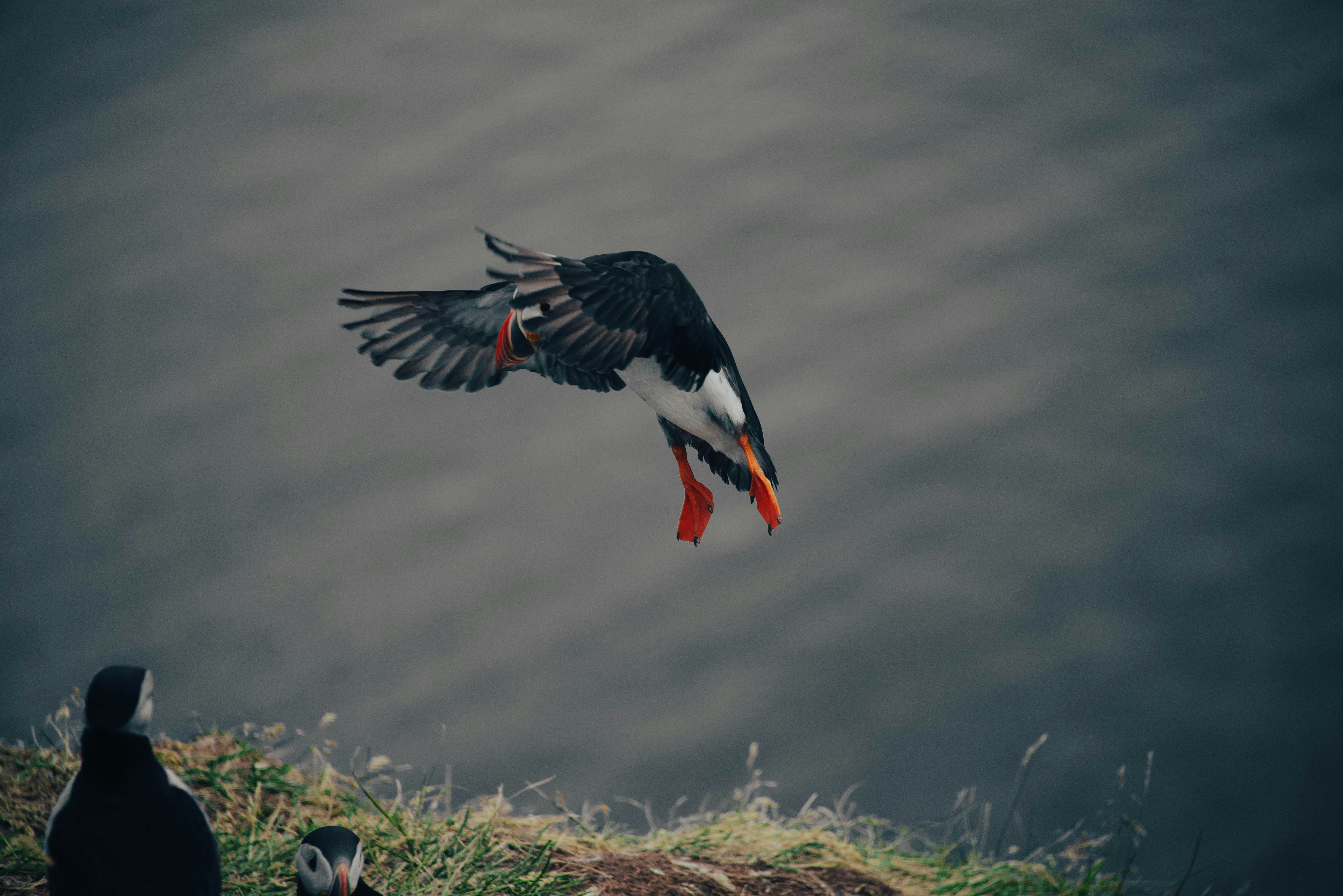 Hawk in Descent: Red-Handled Wings over the Cliff