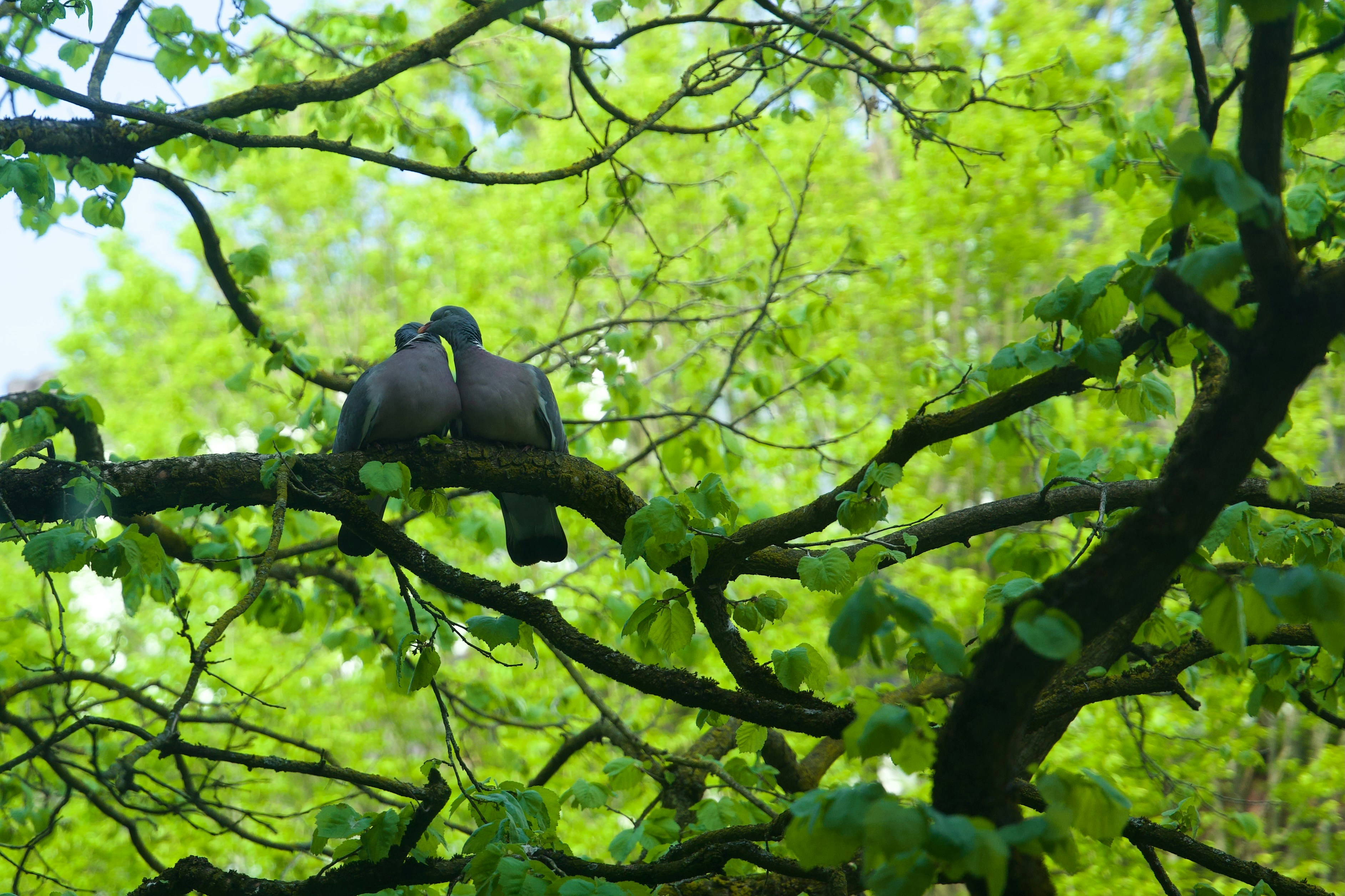 Perched in the Green Canopy: A Quiet Moment with a Pigeon