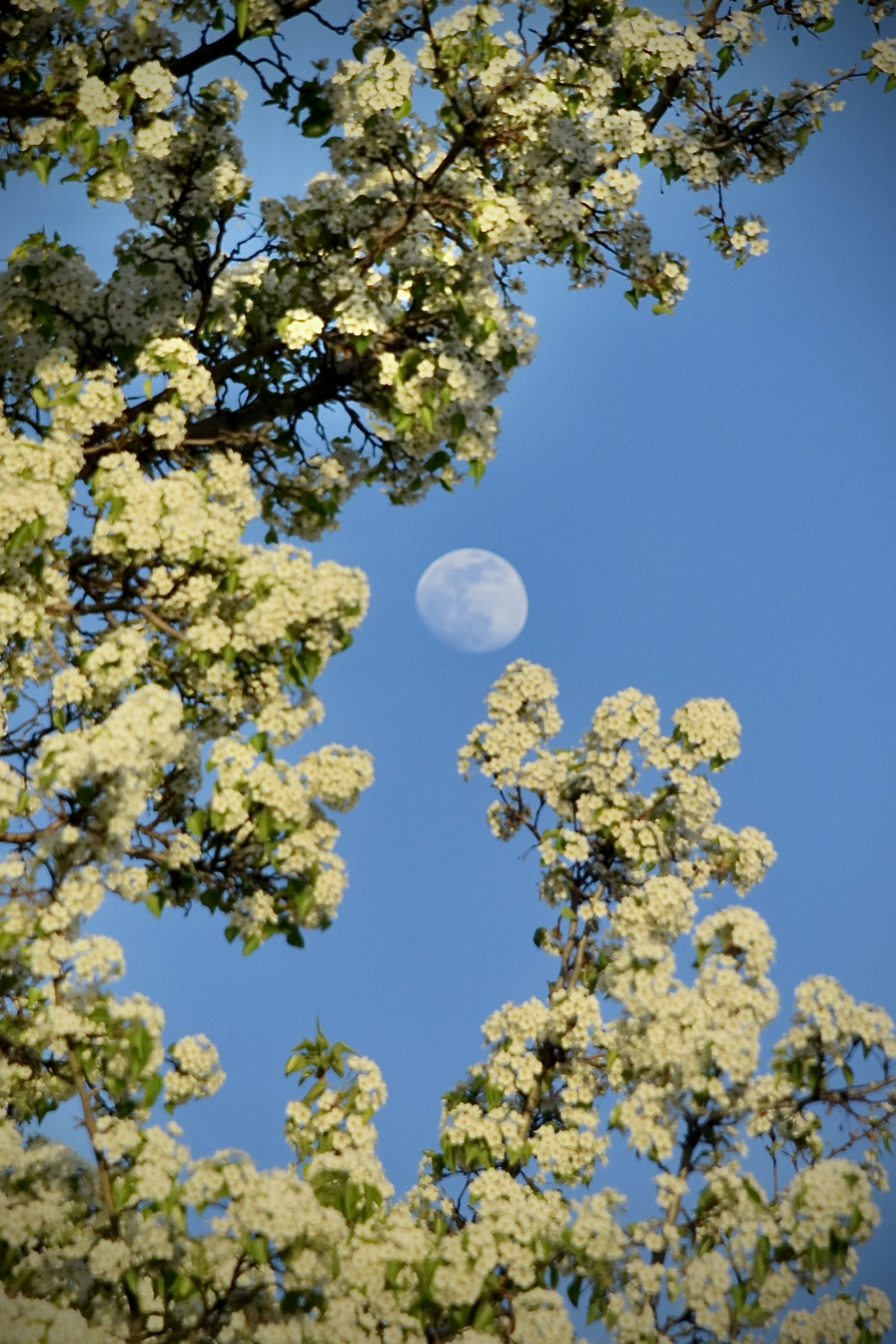 A full moon seen through the branches of a tree photo – Free Nature ...