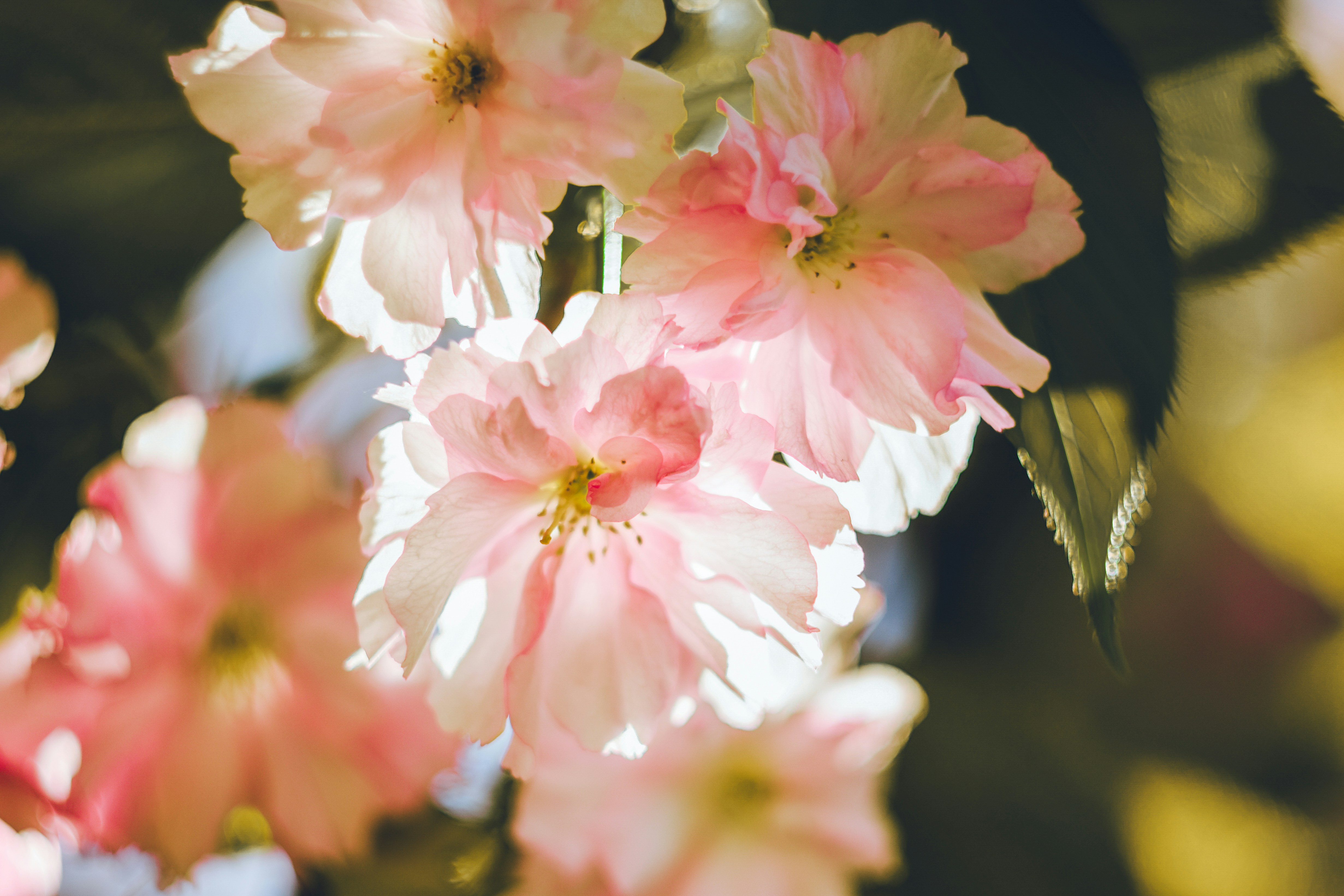 Backlit Sakura: Gentle pink blossoms in sunlit haze