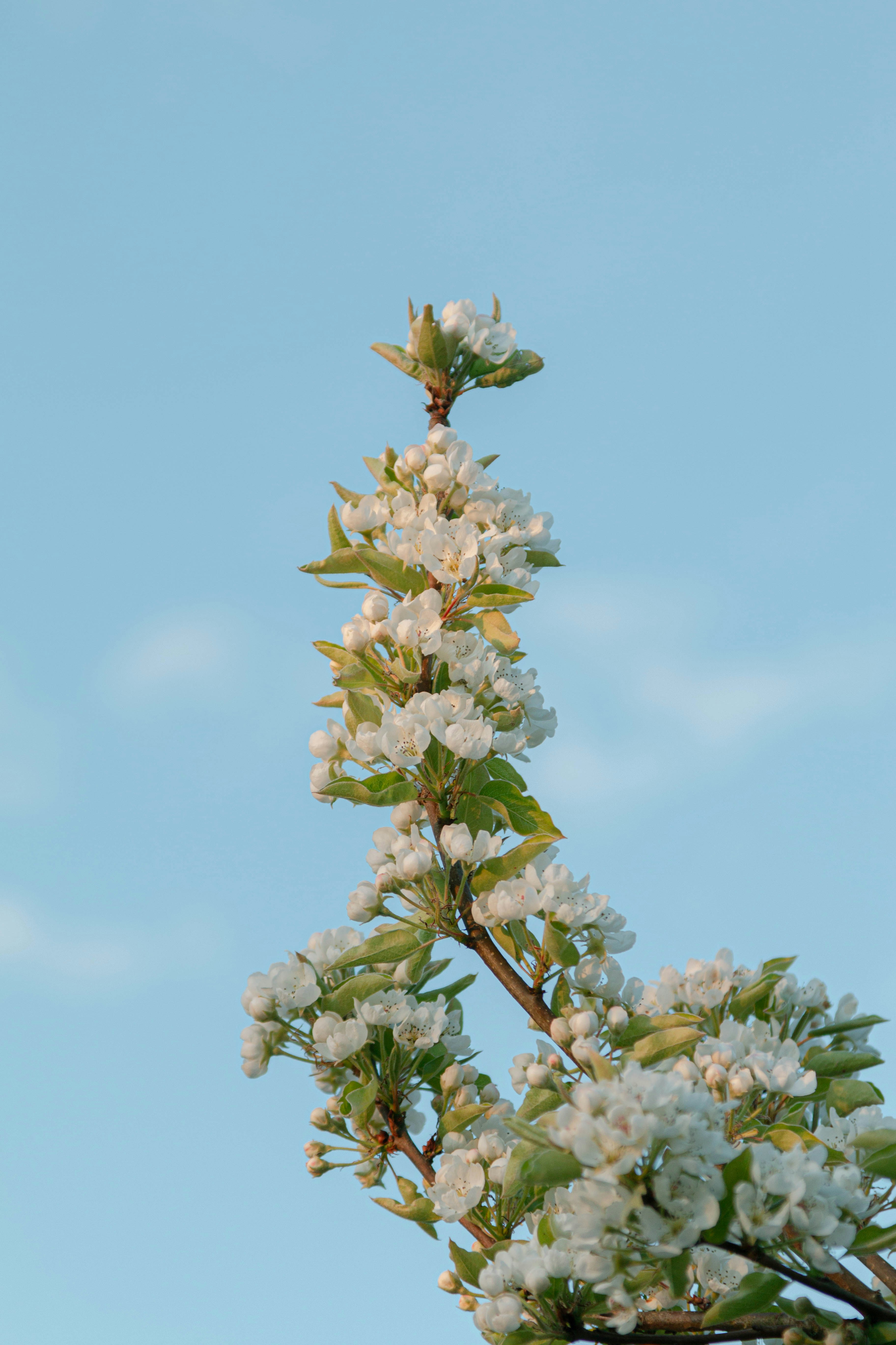 Skybound White: A Crown of Blossoms Reaching Skyward