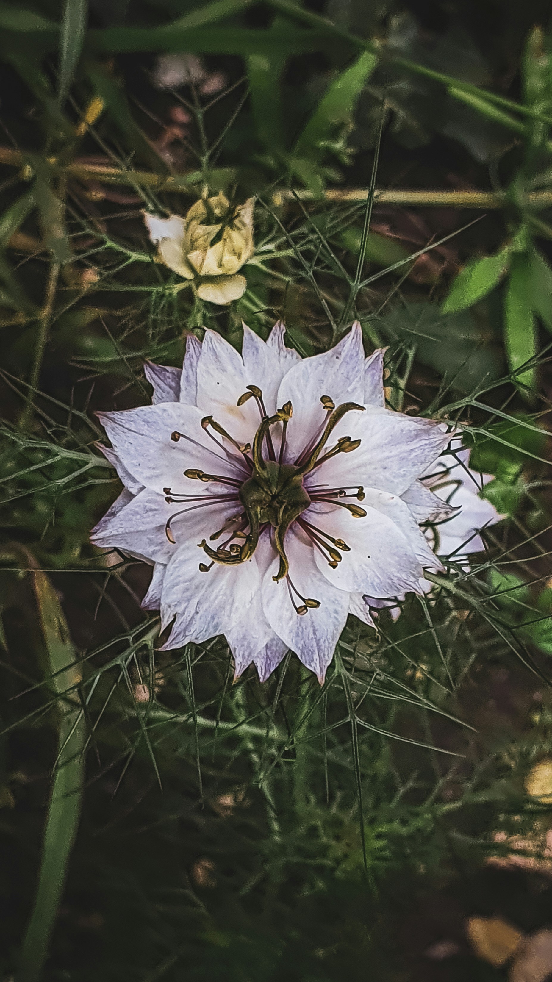 Plain Green Pictures | Download Free Images on Unsplash