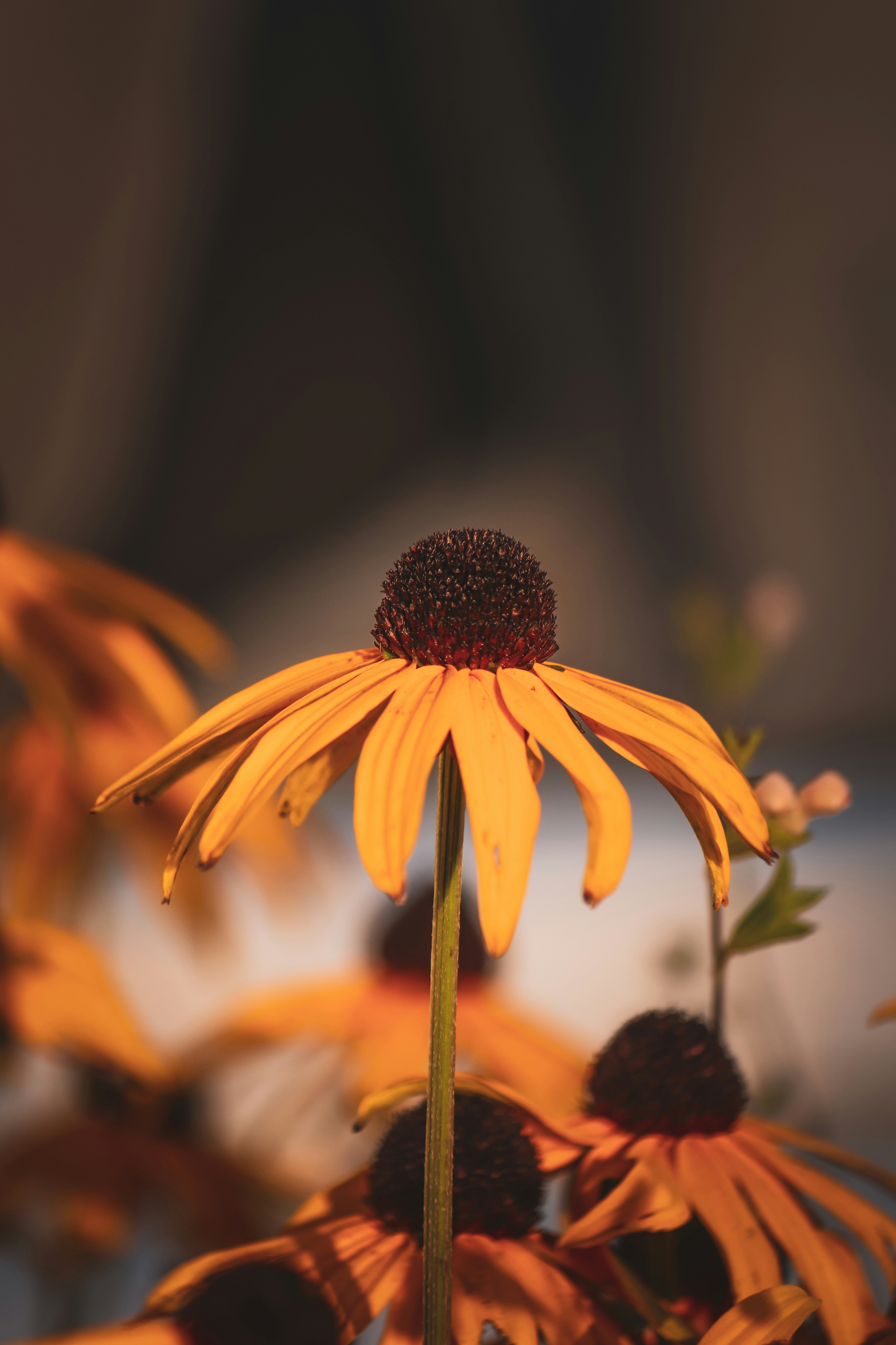 Amber Coneflower in a Soft, Sunlit Evening Backdrop