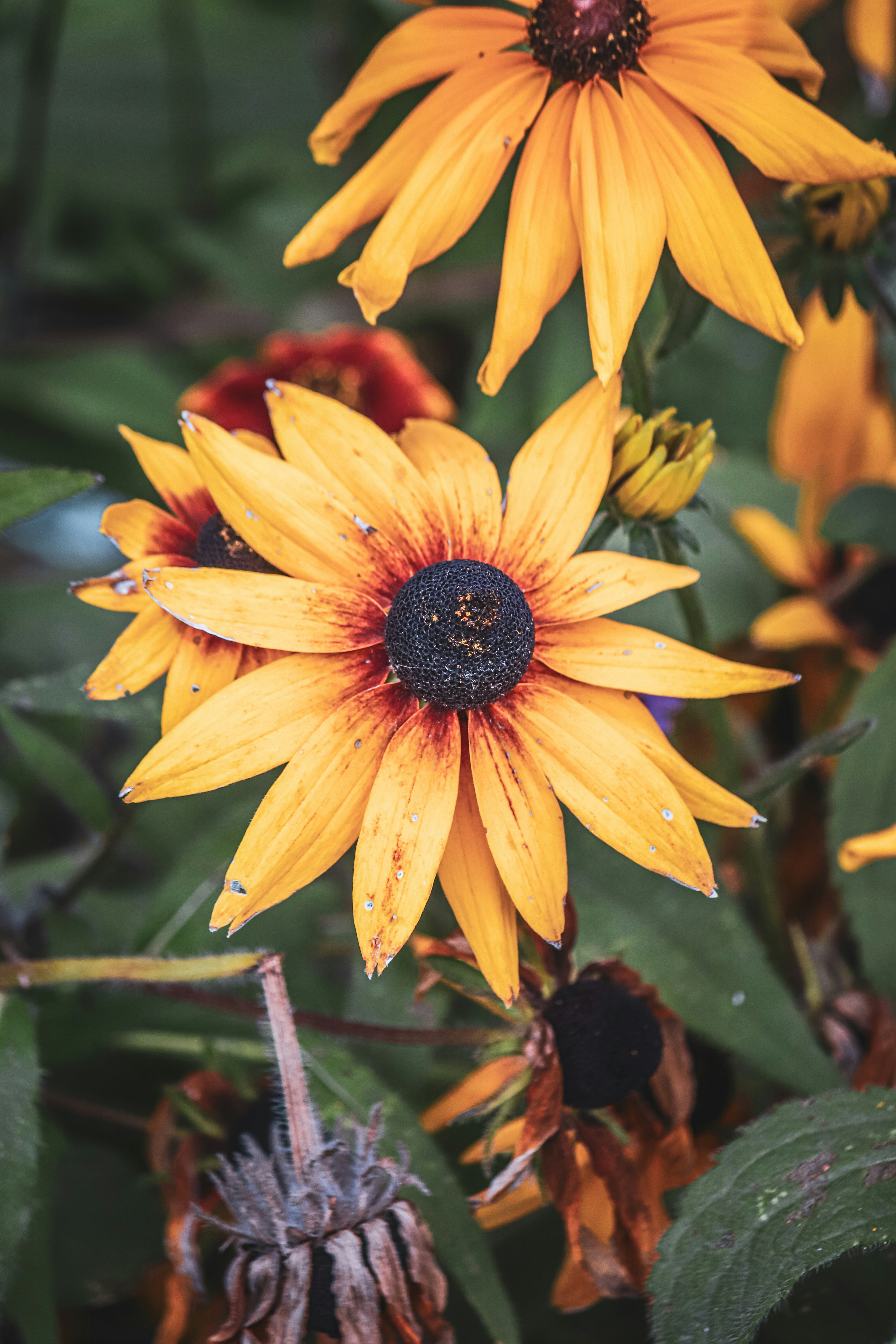 Golden Daisy Heads in Morning Light: A Close-Up Portrait of Sunlit Petals