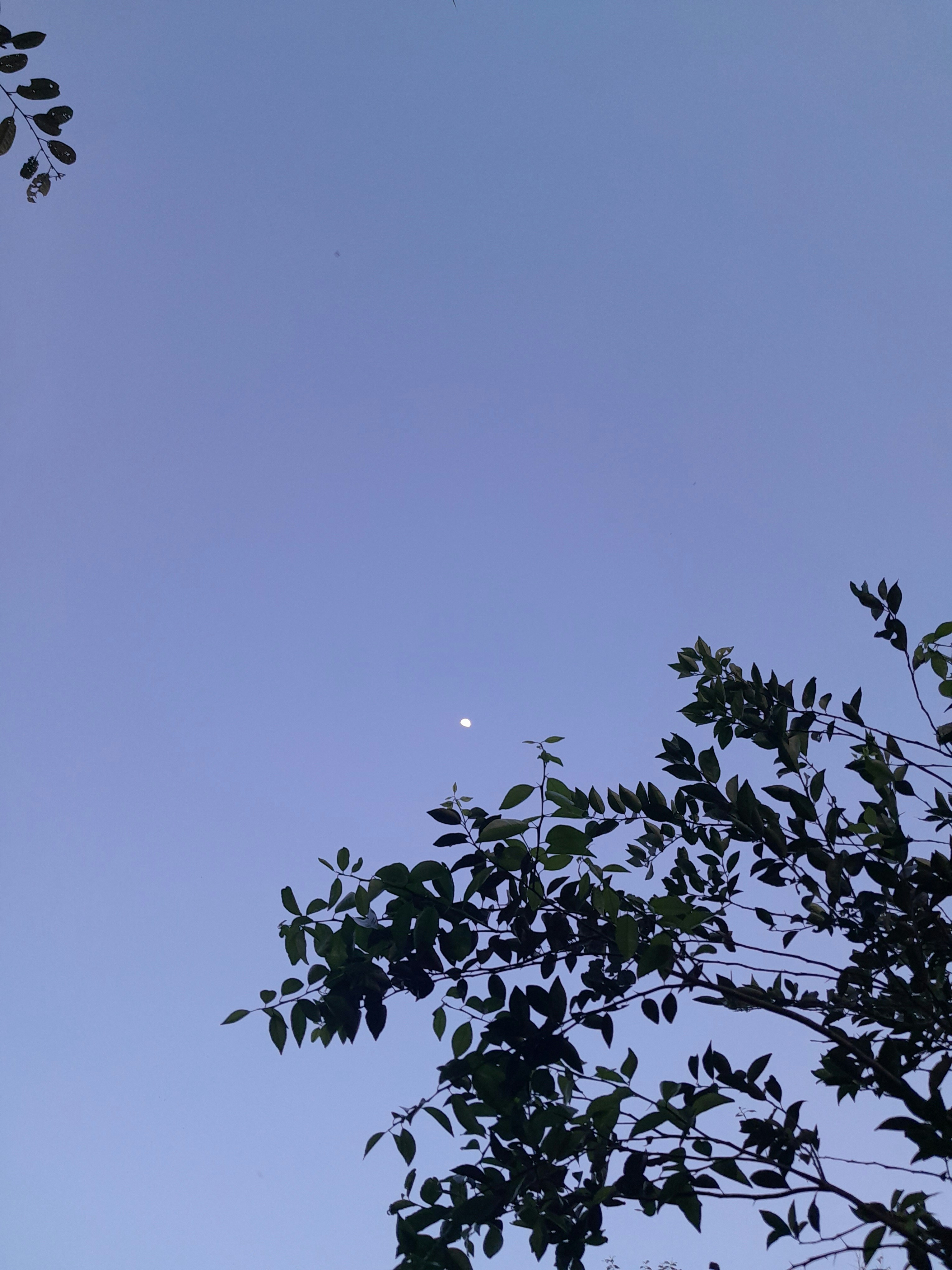 Clear blue sky with a small moon peeking above silhouetted leaves.