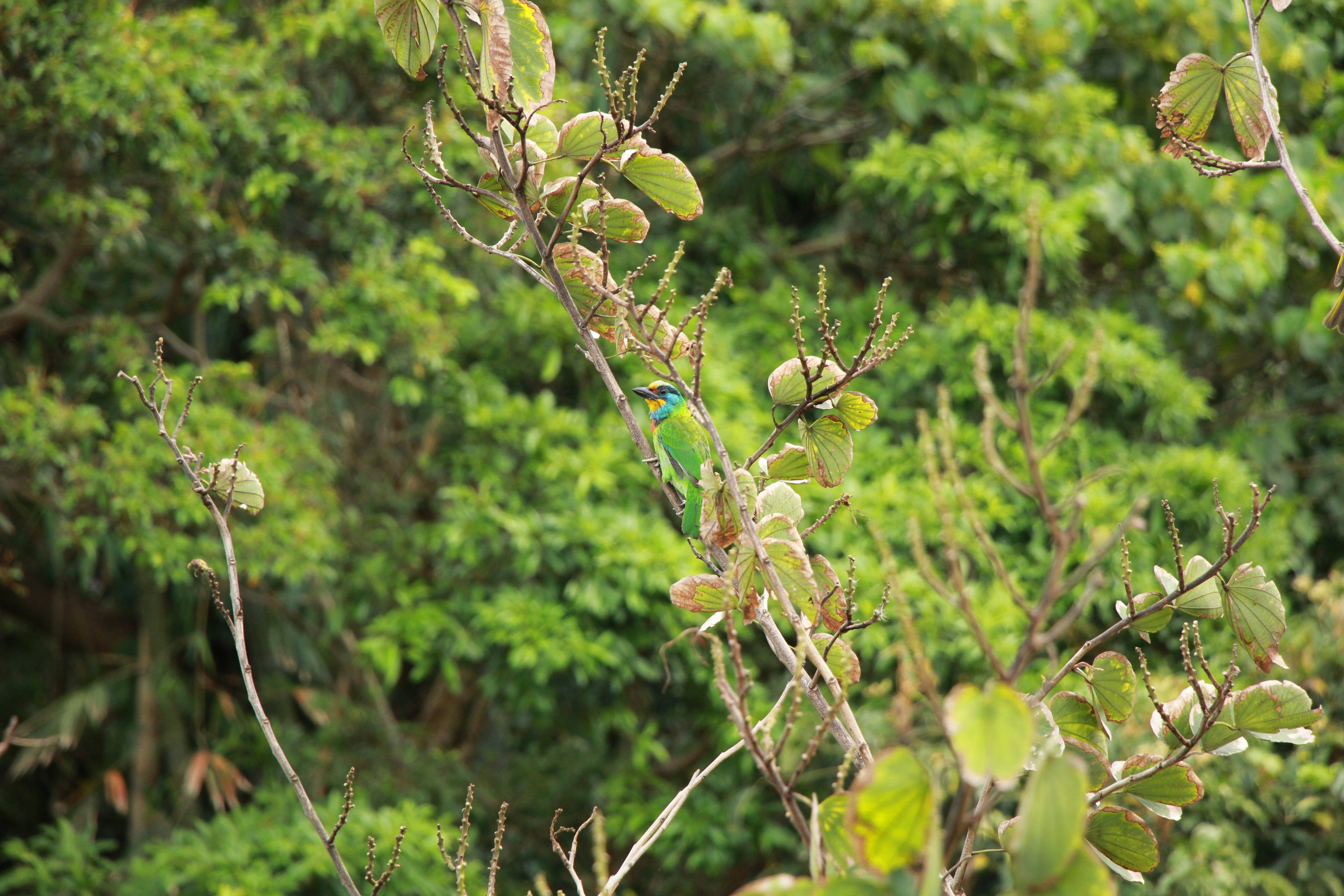 Tender Green Threads: Delicate Branches Framing a Verdant Backdrop