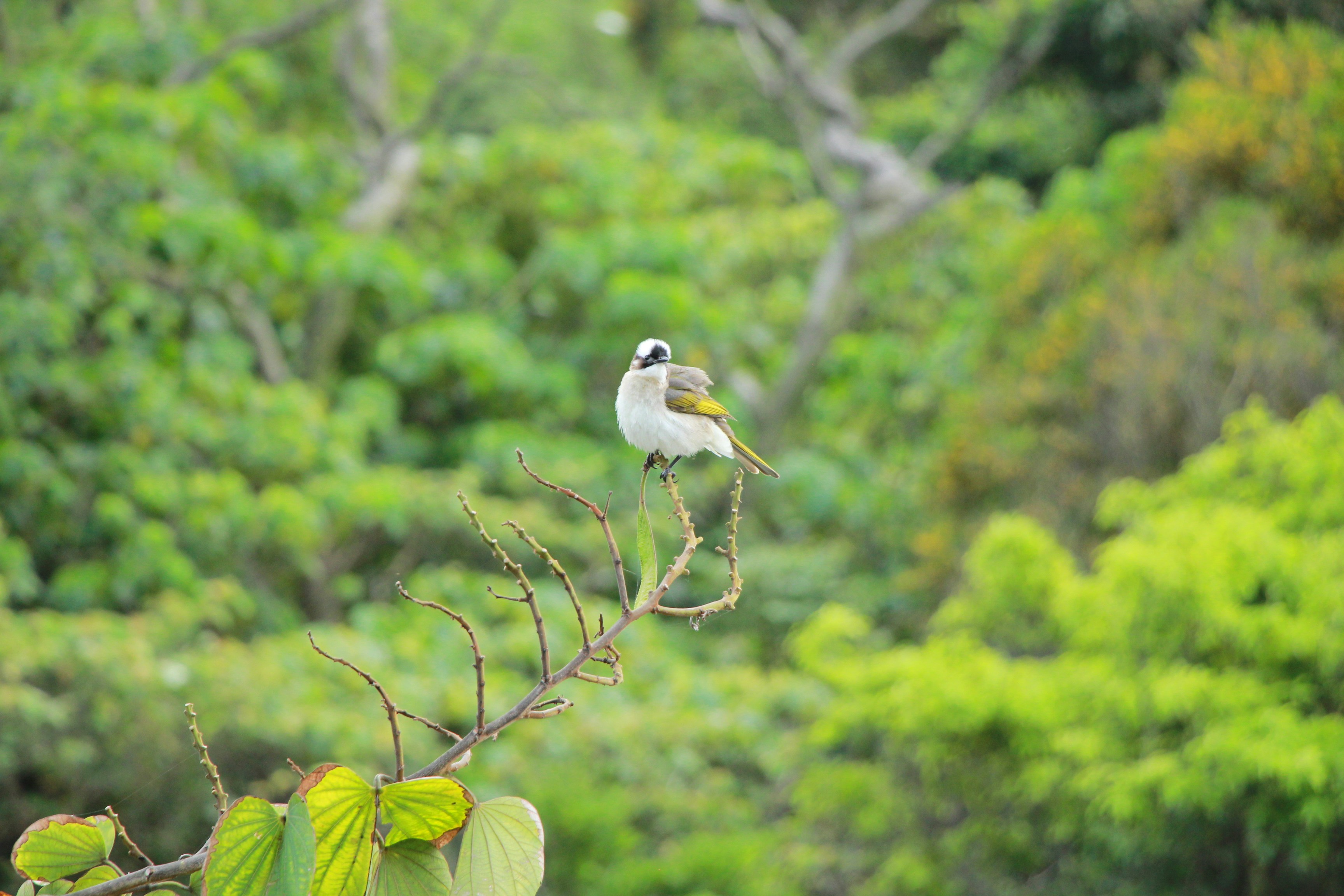 Verdant Silence: A Tiny Songbird on a Delicate Twig
