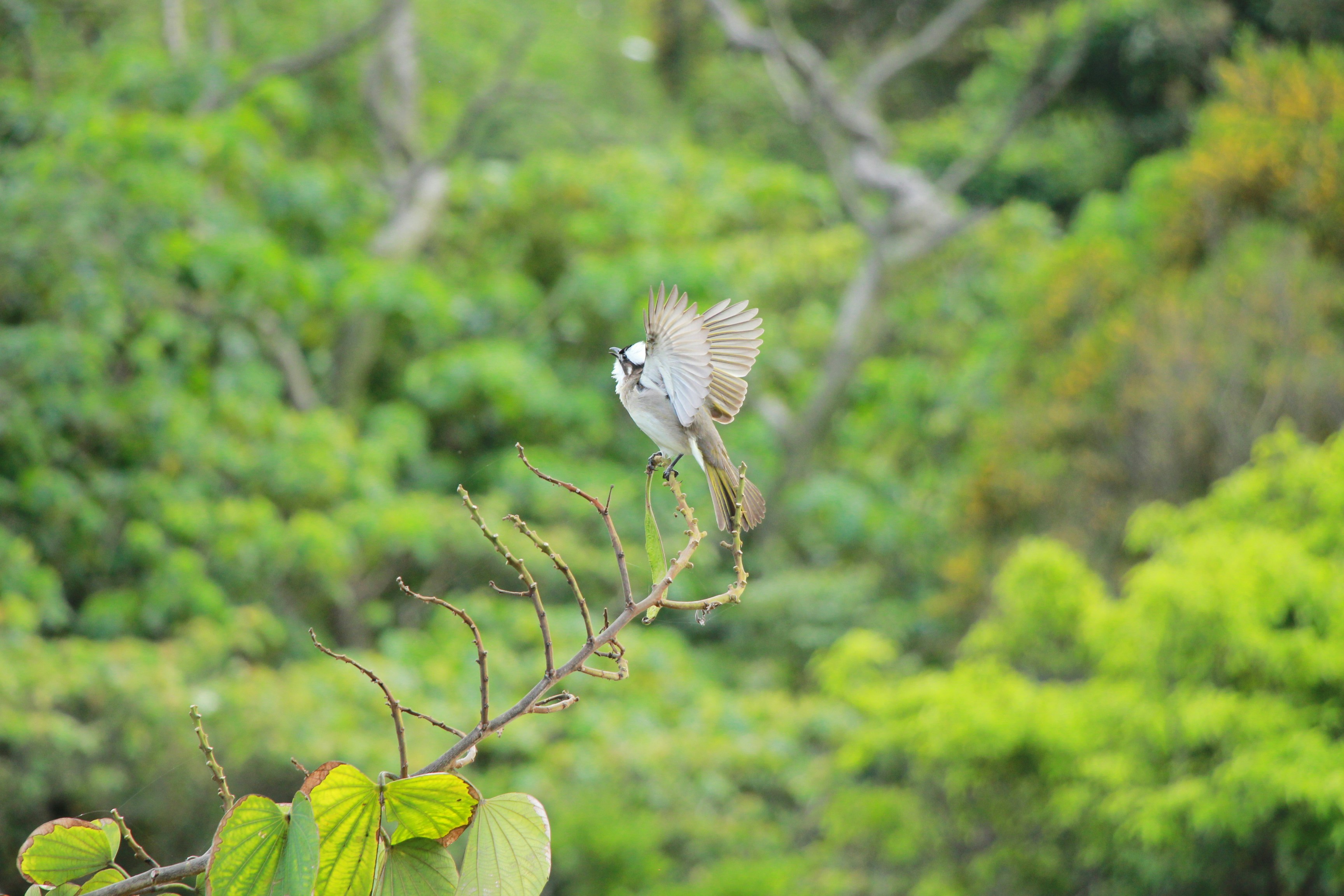 Perched in the Green Veil: A Tiny Bird’s Quiet Pause on a Bare Twig
