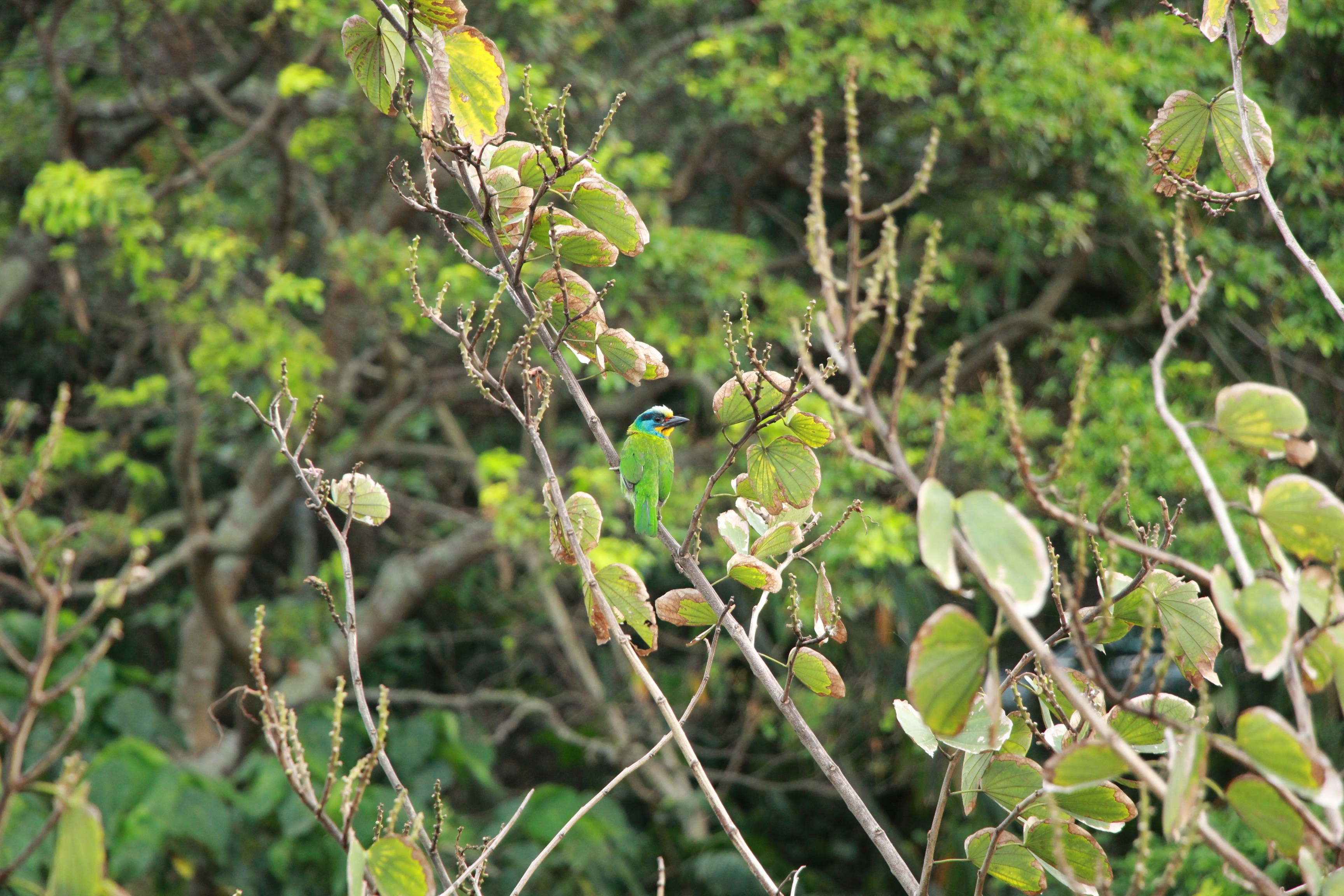 A Taiwan barbet/embroidered barbet (Psilopogon nuchalis). 五色鳥