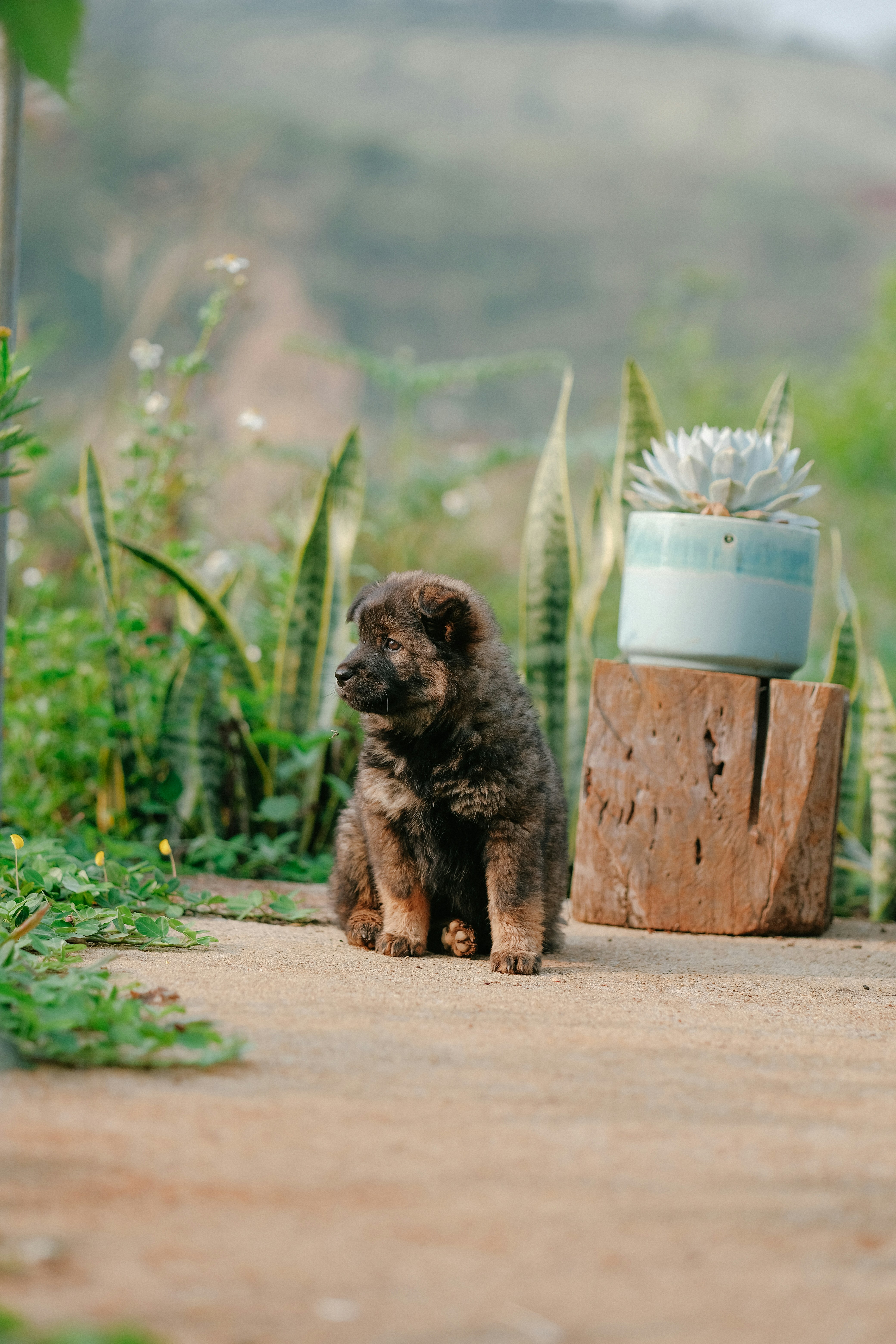 Garden-Path Moment: A Fluffy Puppy by a Weathered Log and Pale Blue Pot