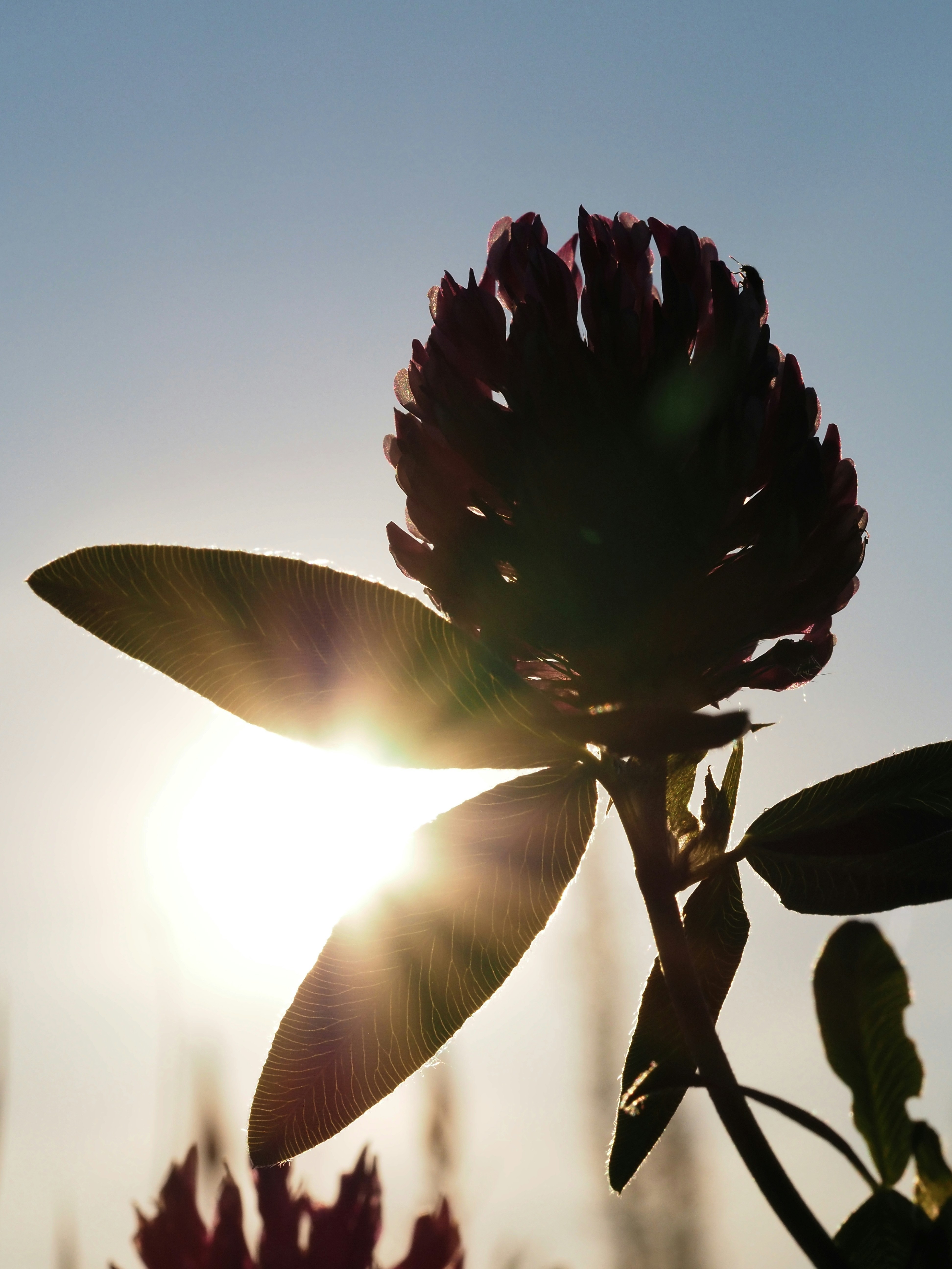 Dawn-Burnished Protea Silhouette: Sunlit Bloom in Backlight
