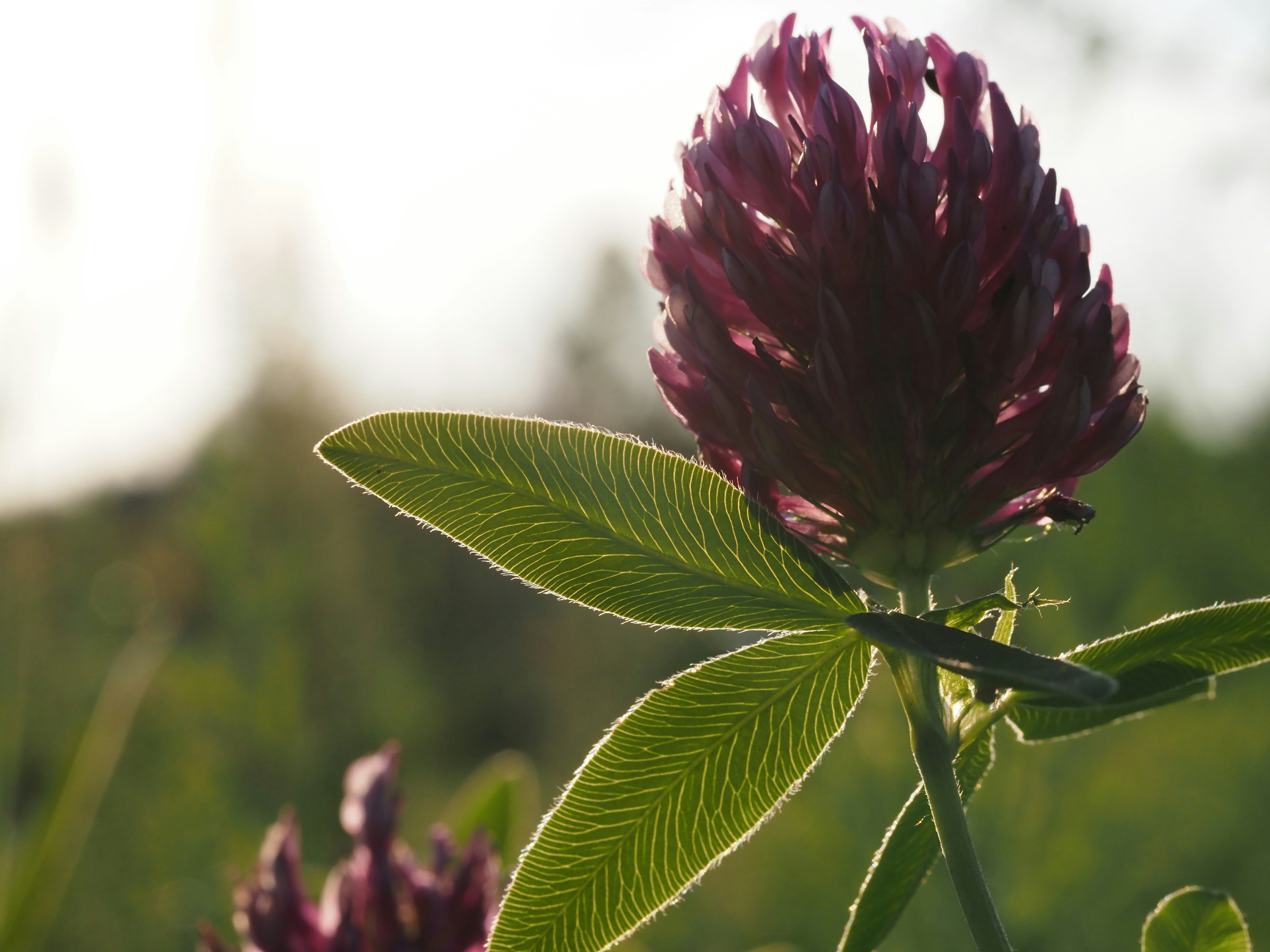 Sunlit Velvet Bud: Macro Portrait of Purple Bloom and Veined Leaves