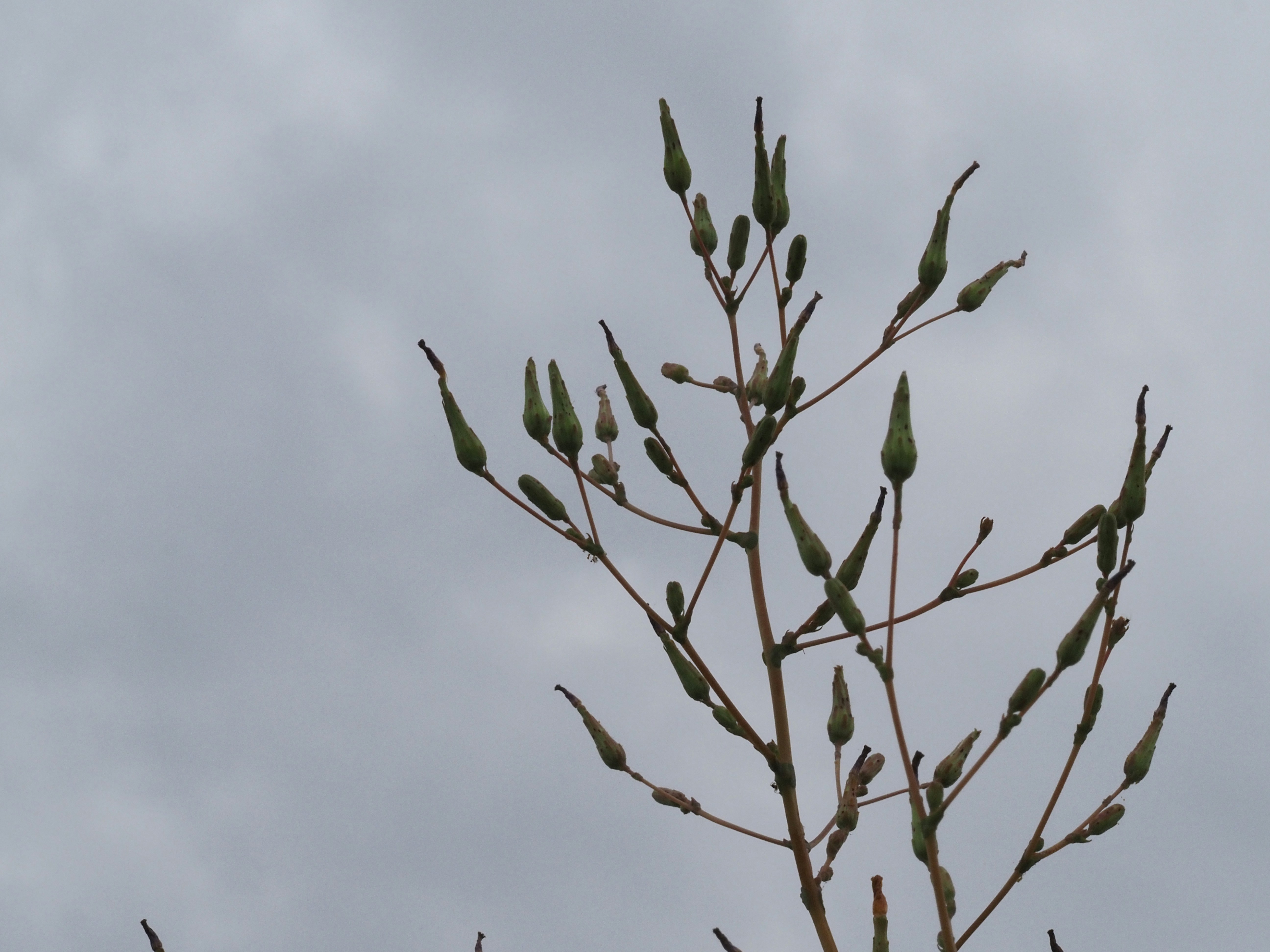 Winter Buds Reaching Toward a Quiet Overcast Sky