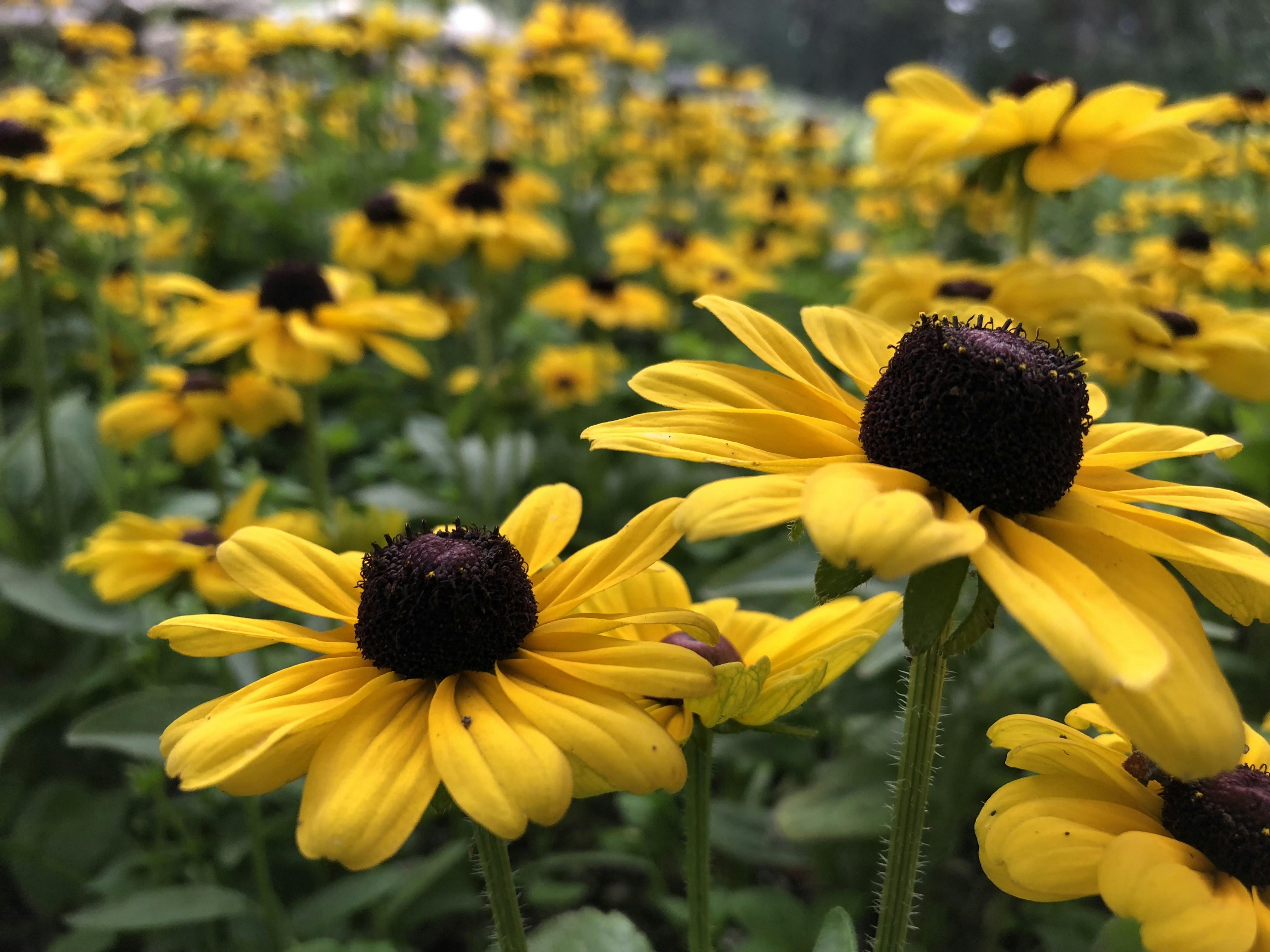 Dawn-Glazed Bloom: A Sharp Yellow Flower in a Sea of Gold