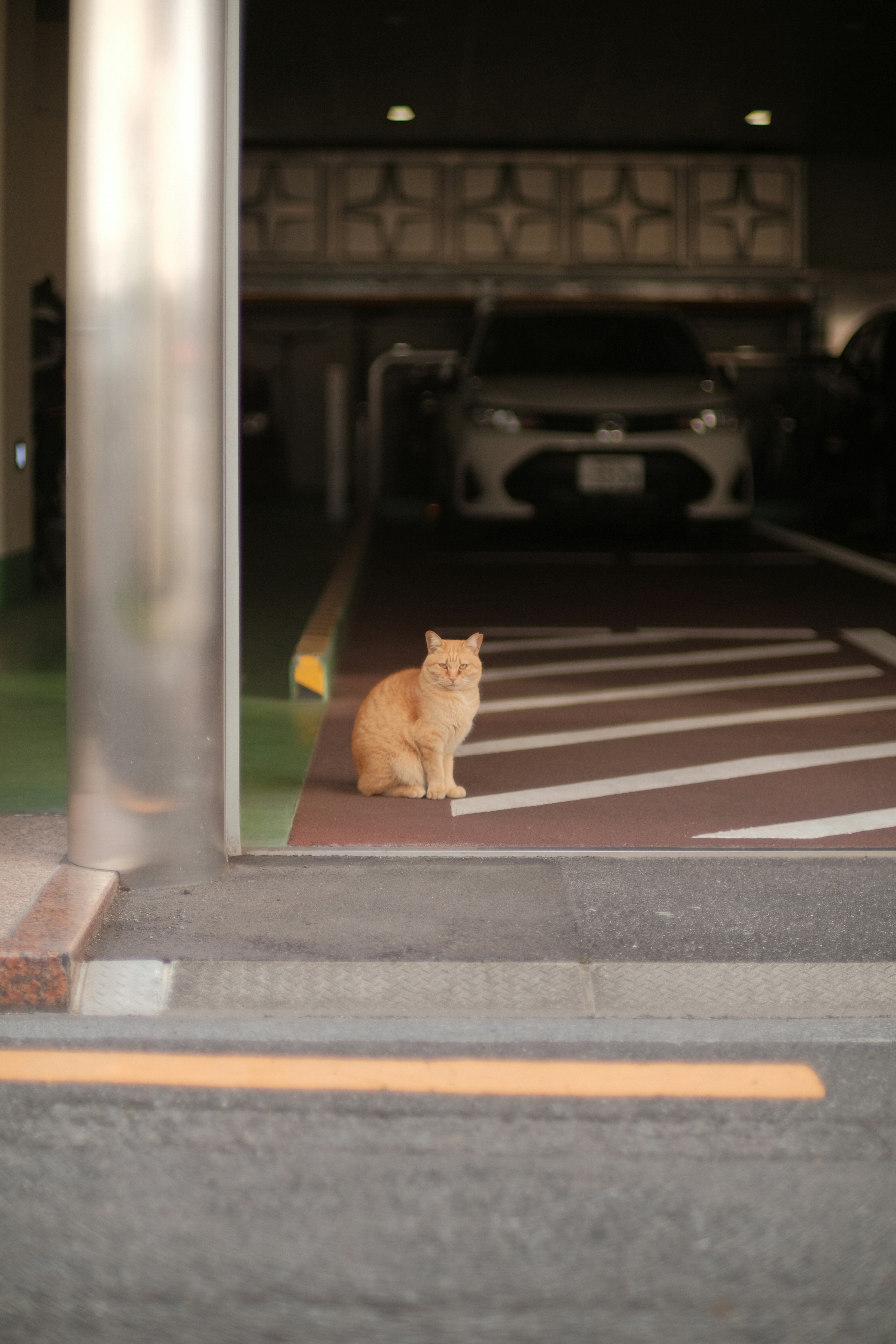 Quiet Threshold: An Orange Cat in a Dim Parking Garage