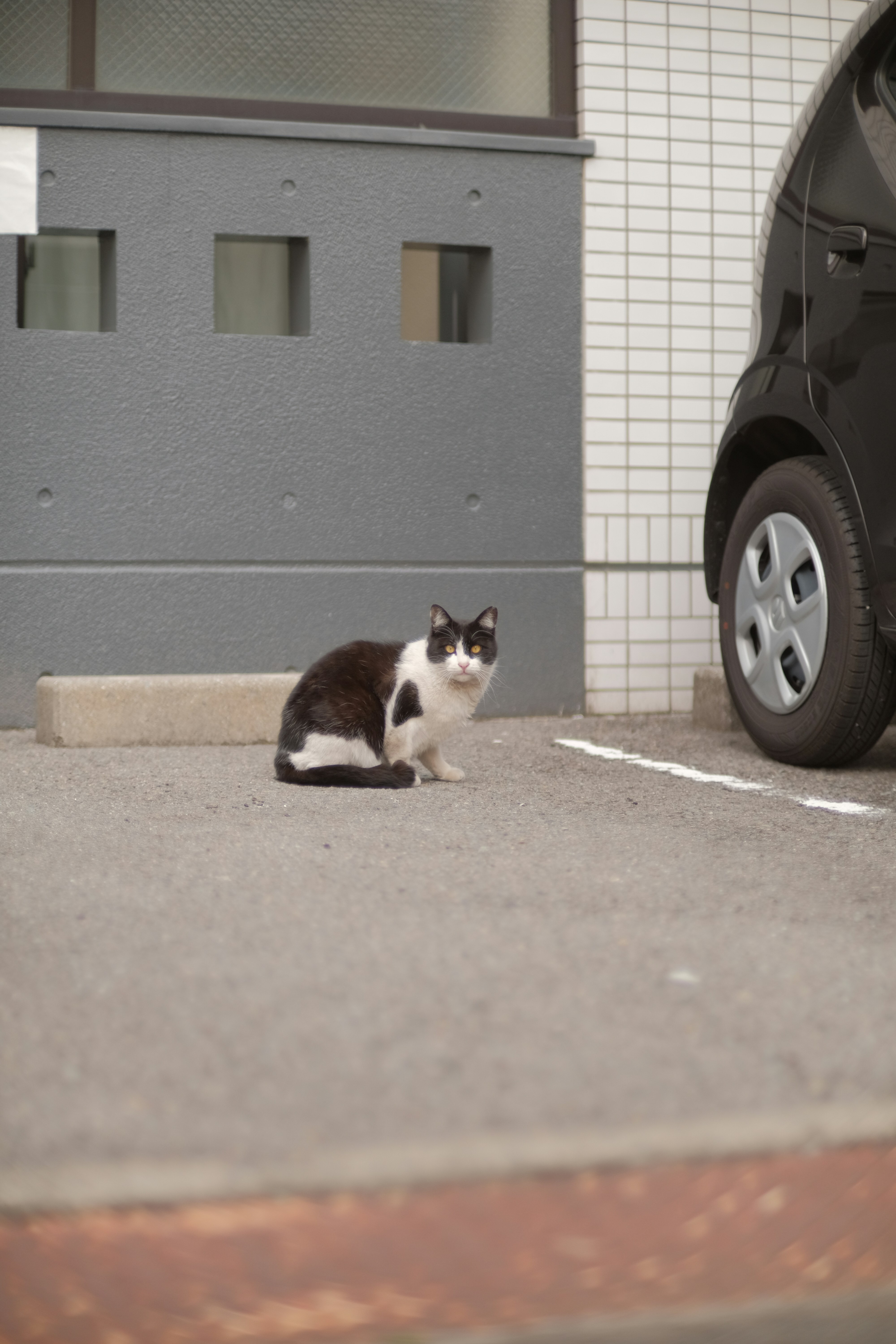 A black and white cat sitting in the middle of a parking lot photo ...