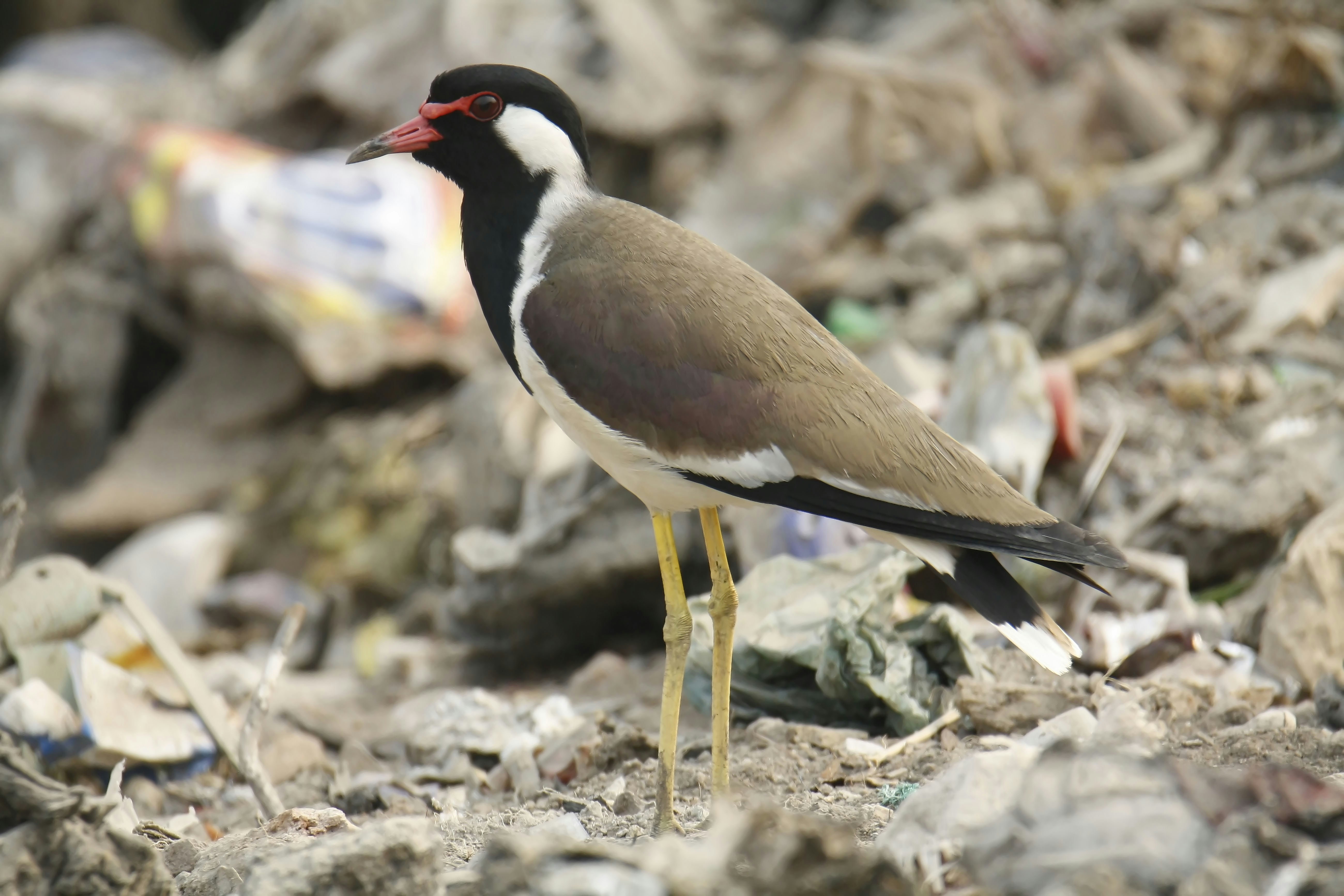 Red-billed Stilt Navigates a Debris-Strewn Shore
