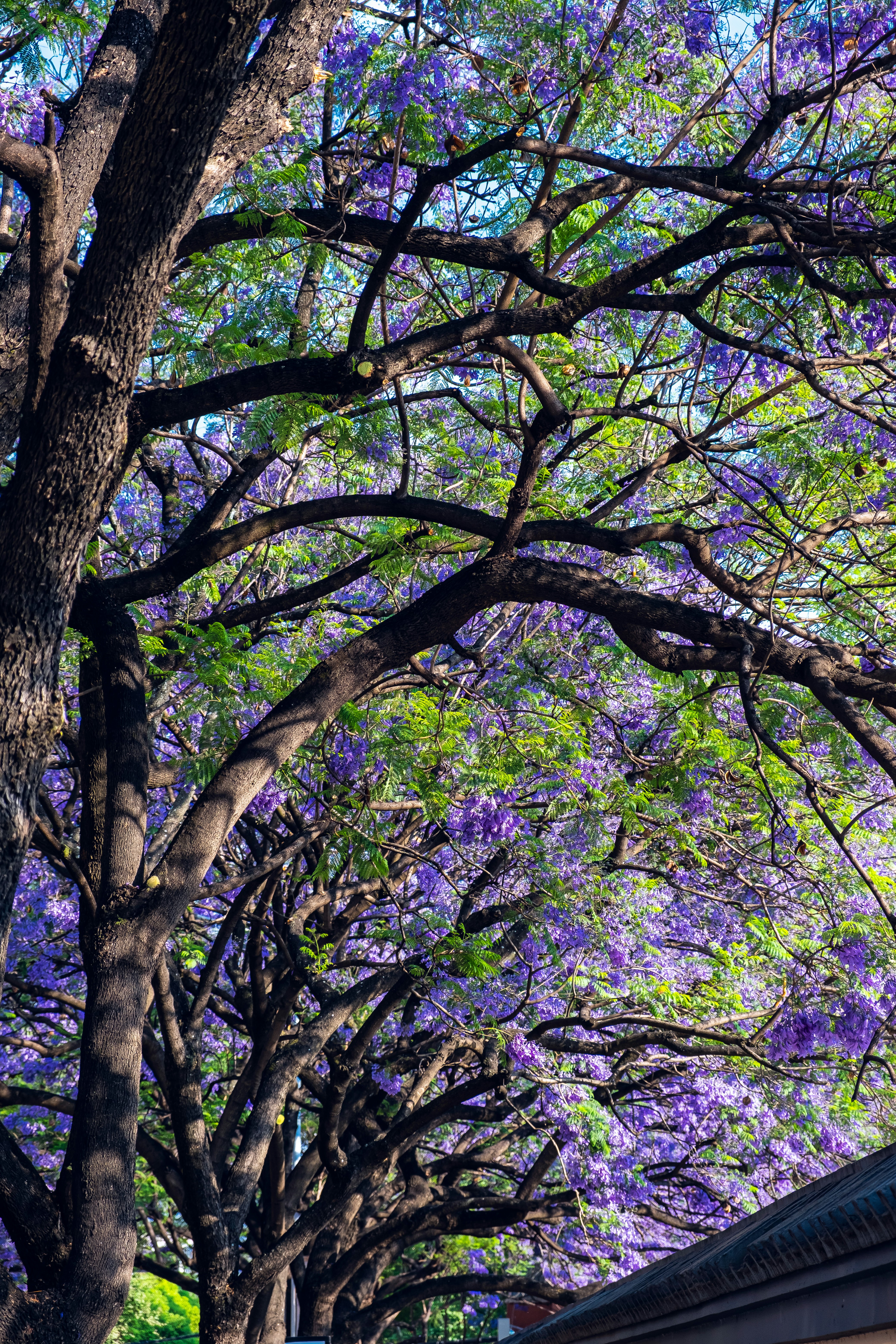 Violet Canopy: Crisscrossed Jacaranda in Bloom