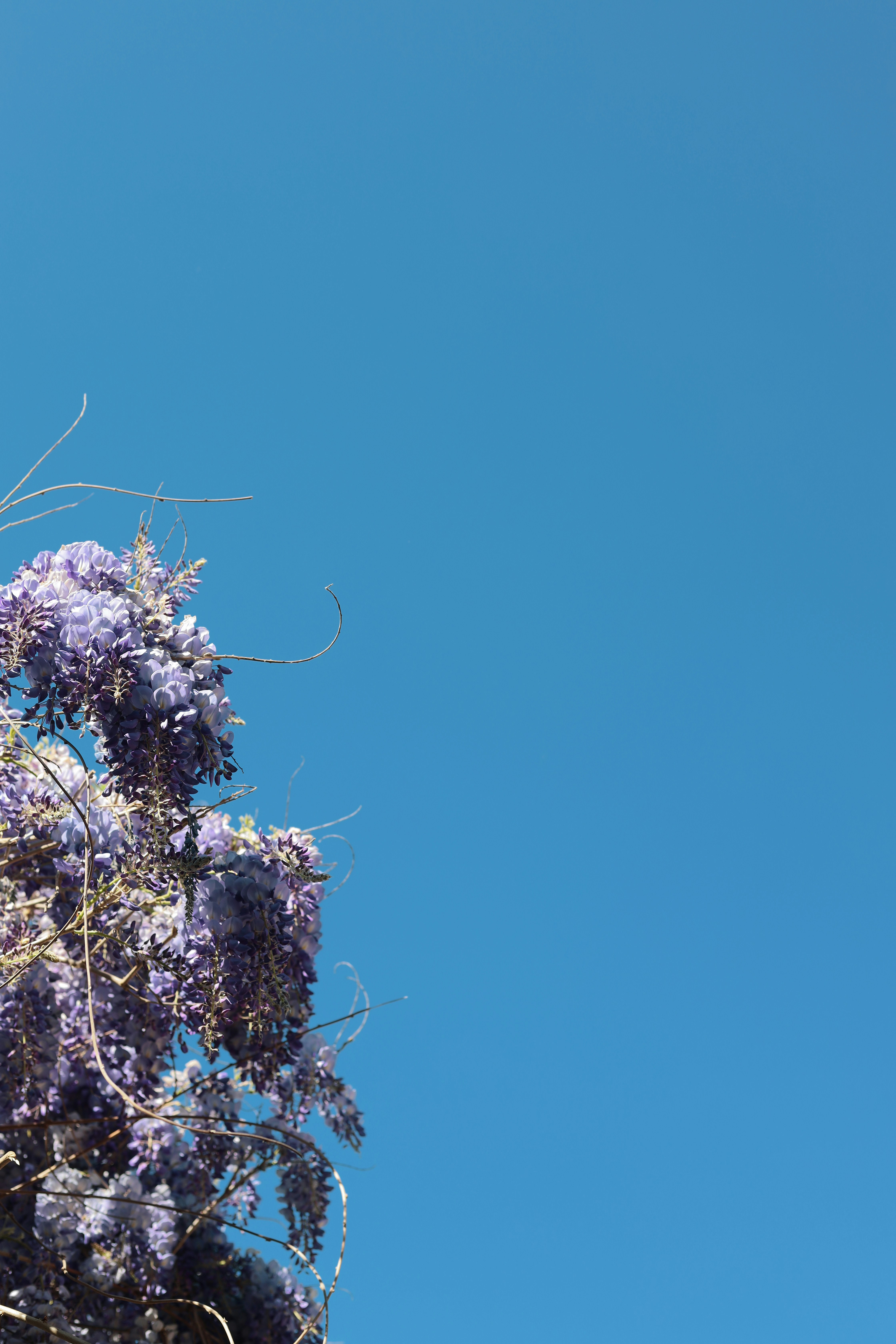 Purple Wisteria Cascade Framed by Cerulean Sky