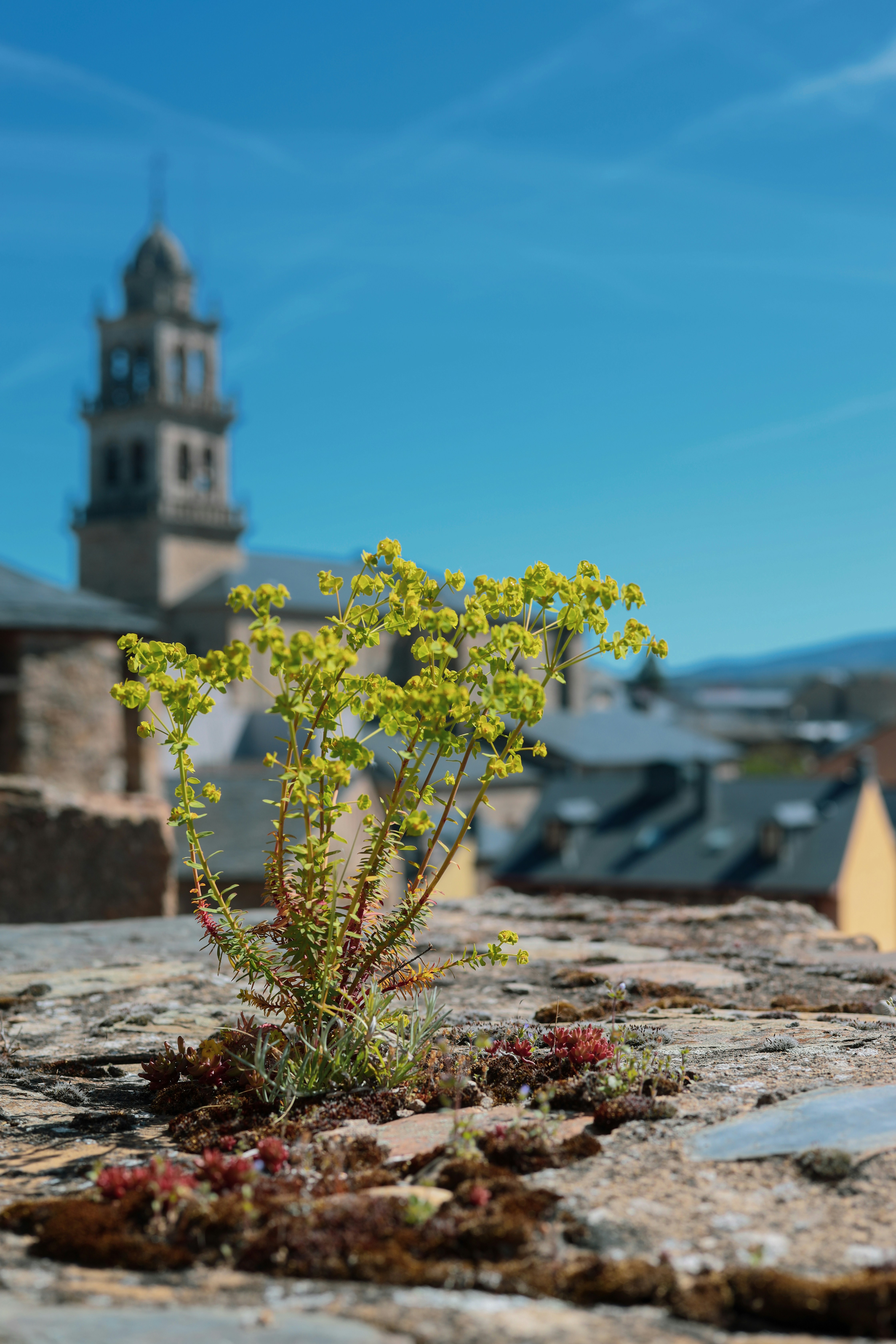 Rooftop Sentinel: A Yellow-Flowered Sprout Rising Over a Quiet Town