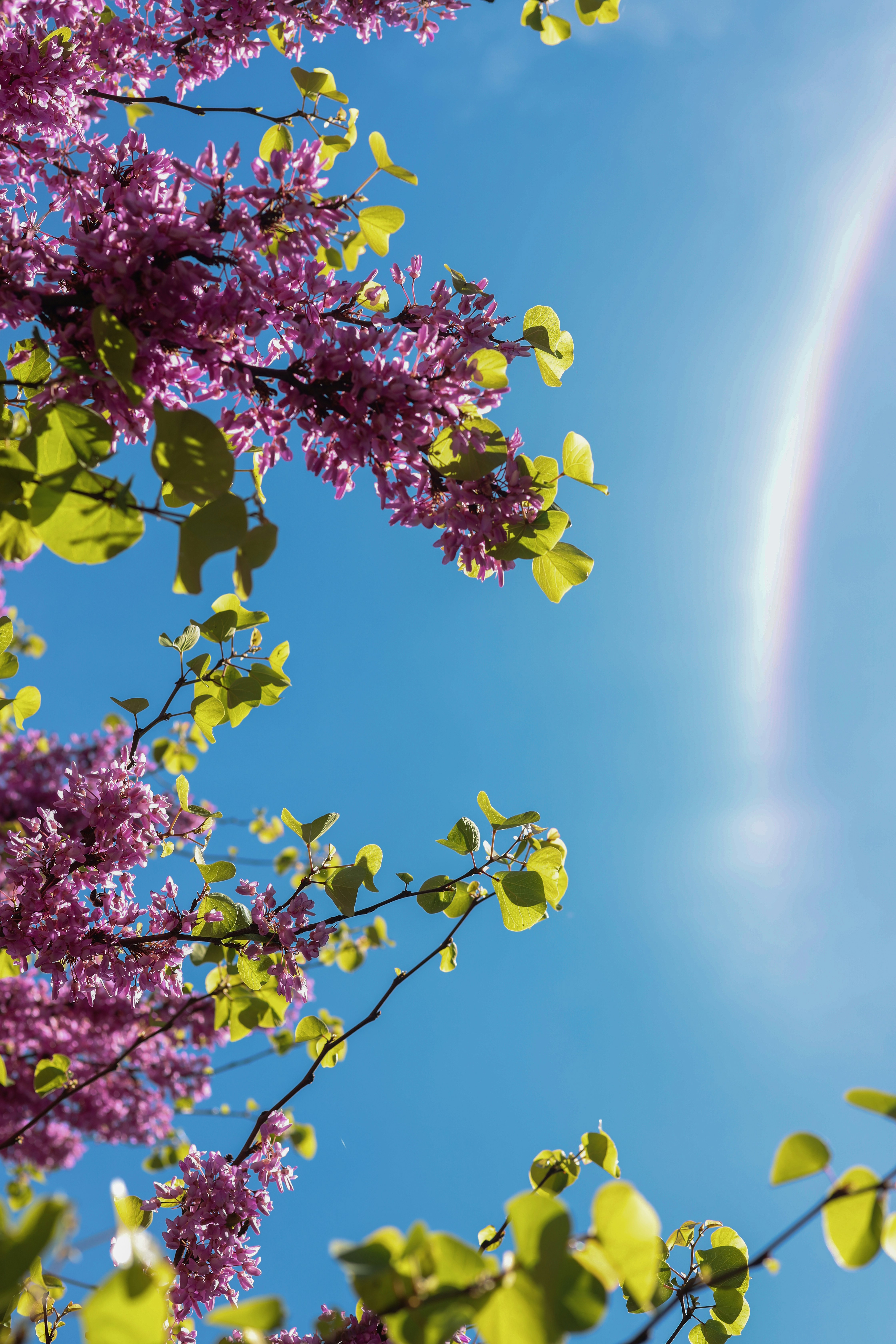 Petals at the Edge of Sky: Pink Blooms and a Quiet Rainbow Arc