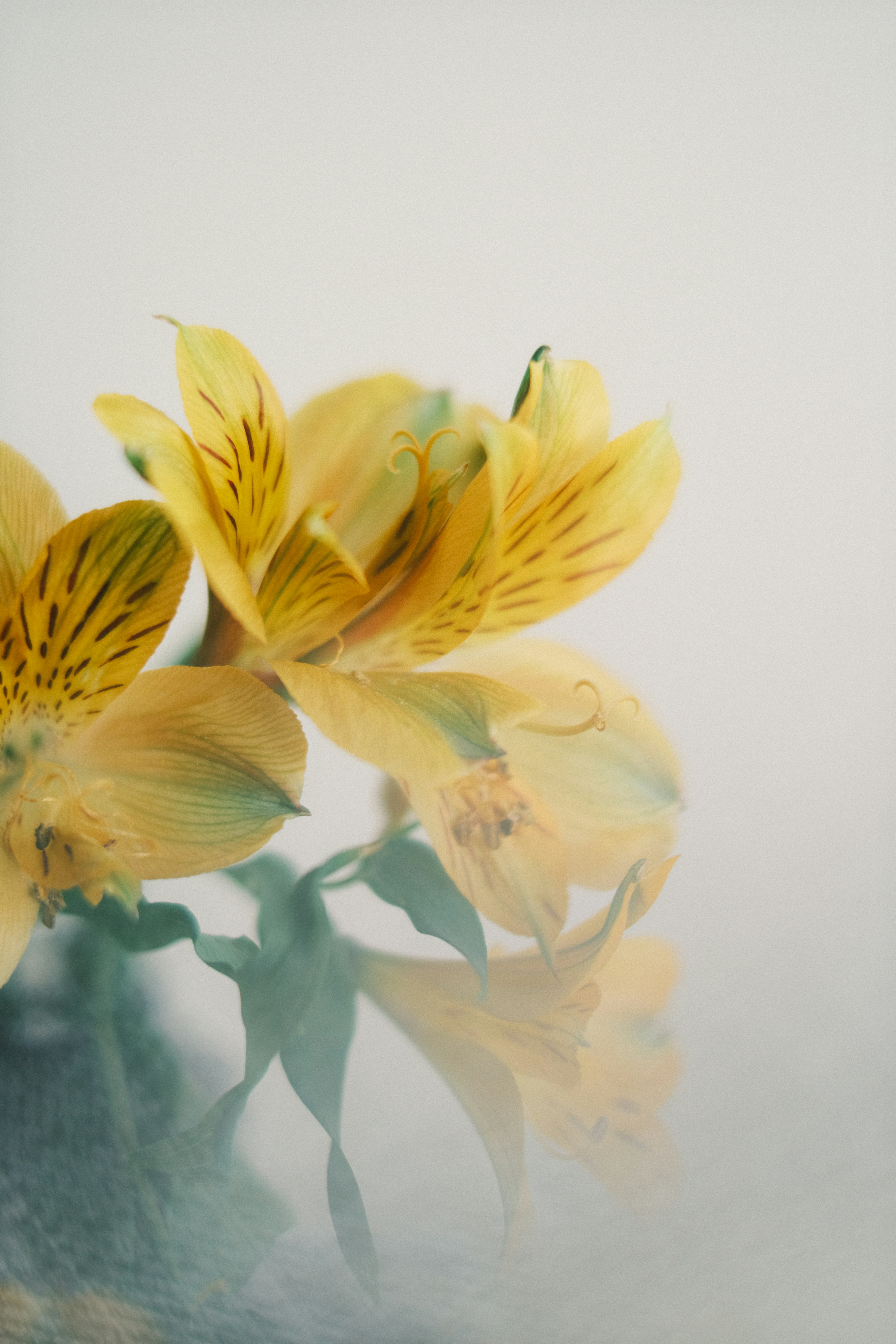 Amber Petals in Quiet Focus: Yellow Alstroemeria