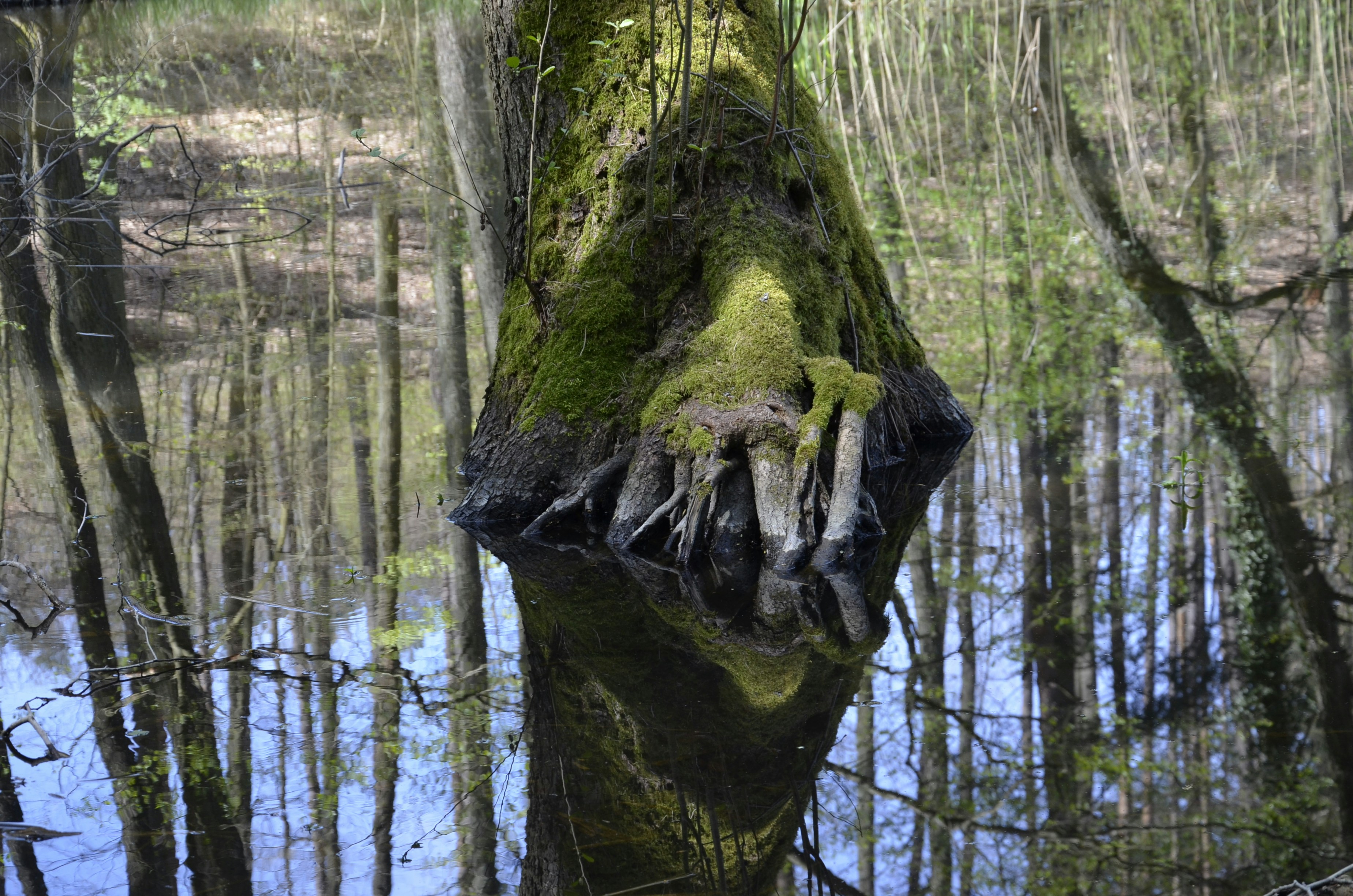 A mossy tree in the middle of a swamp photo – Free Forest Image on Unsplash