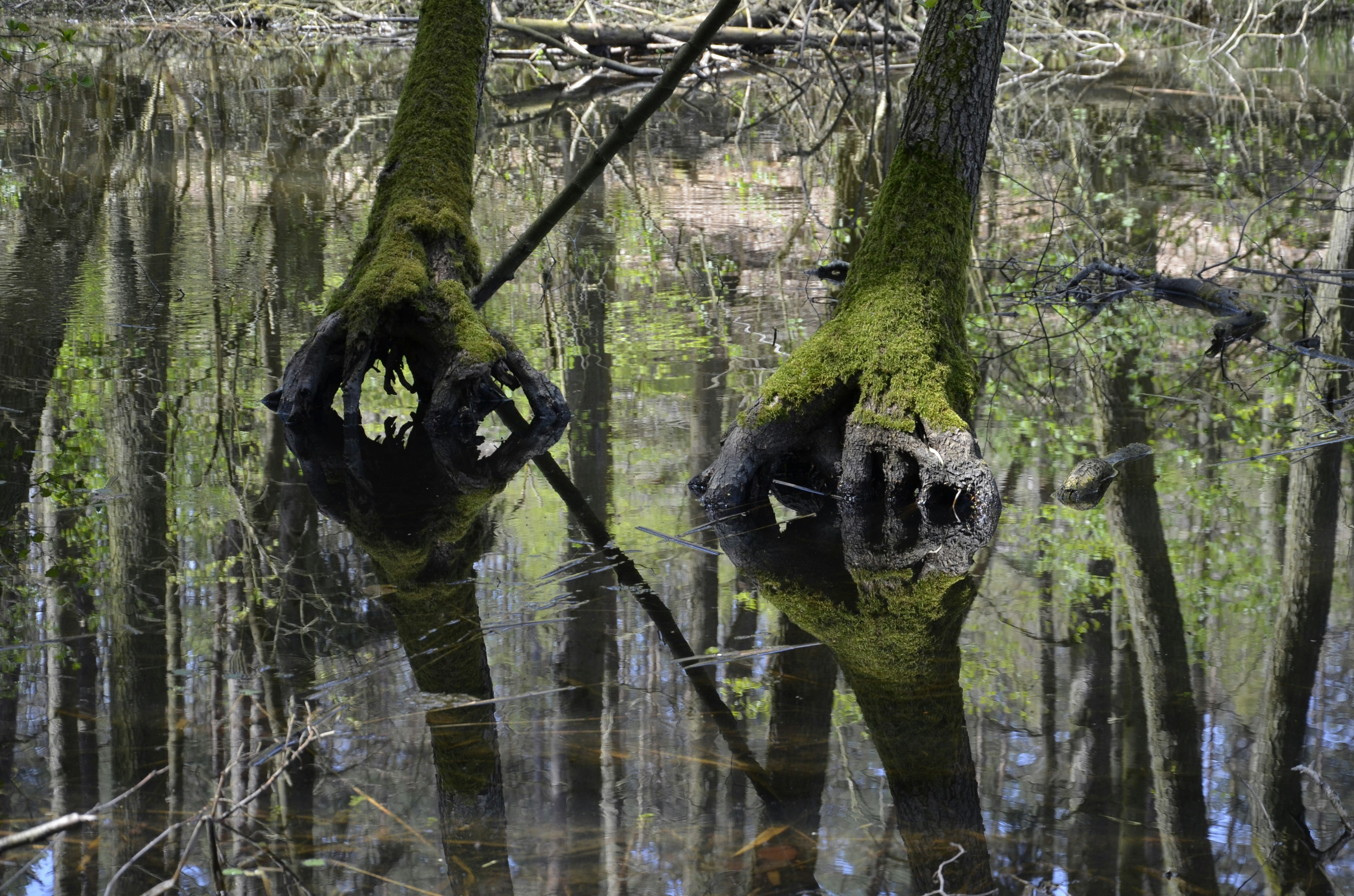 Moss-Wreathed Trunks Framing a Glassy Swamp Mirror