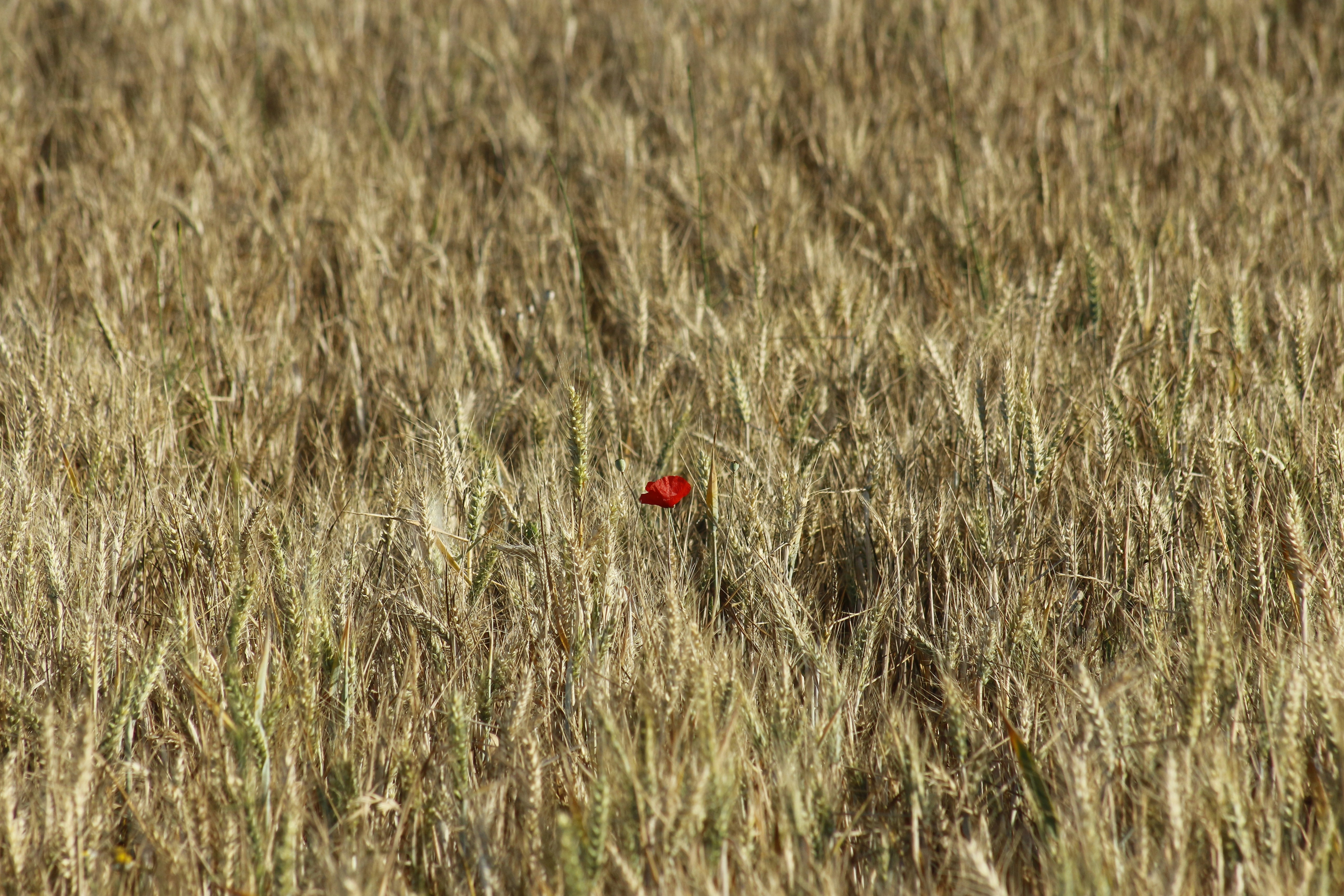Red beacon among gold stalks
