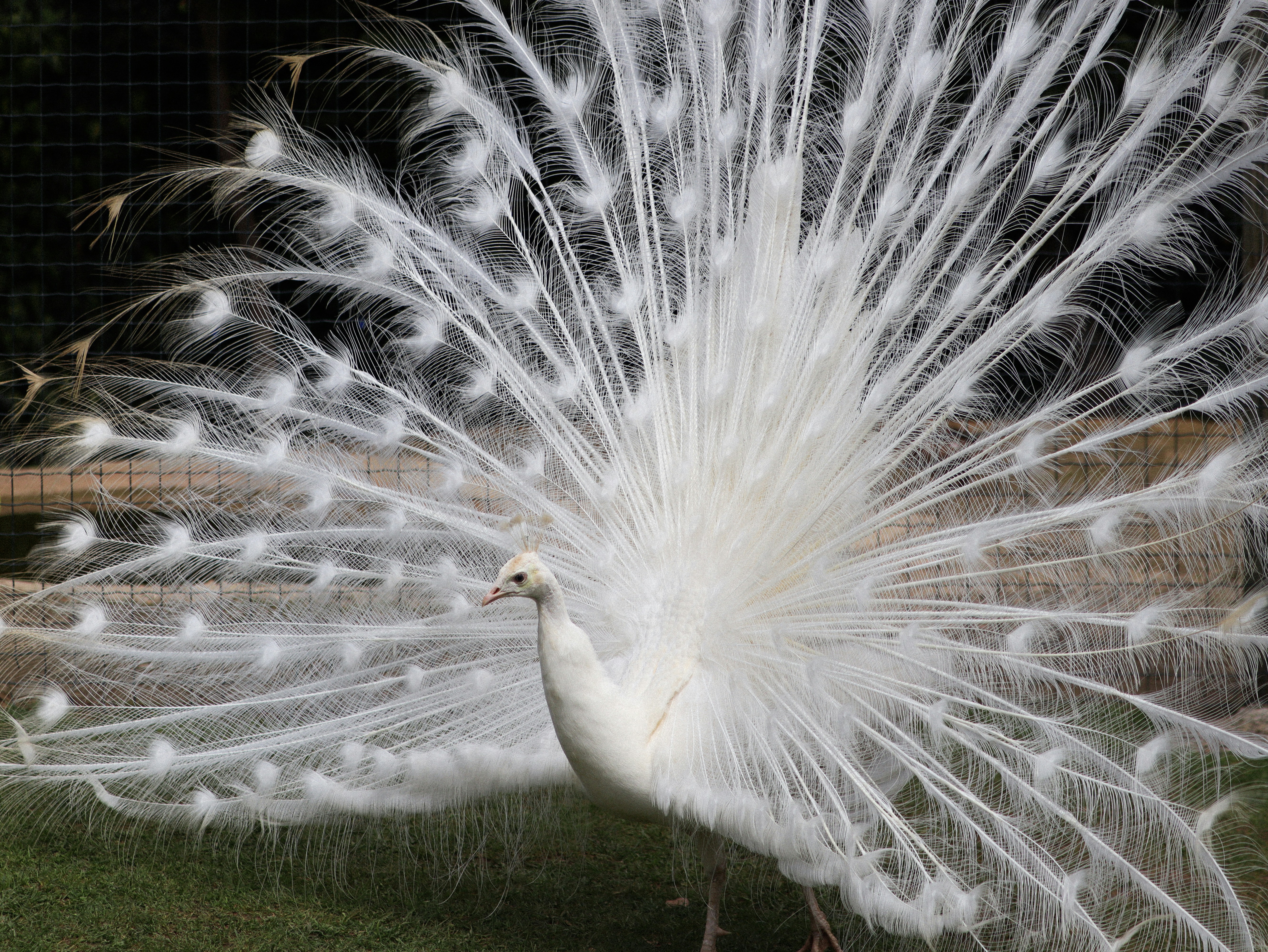 Un pavo real blanco con sus plumas extendidas foto – Imagen de Pavo ...