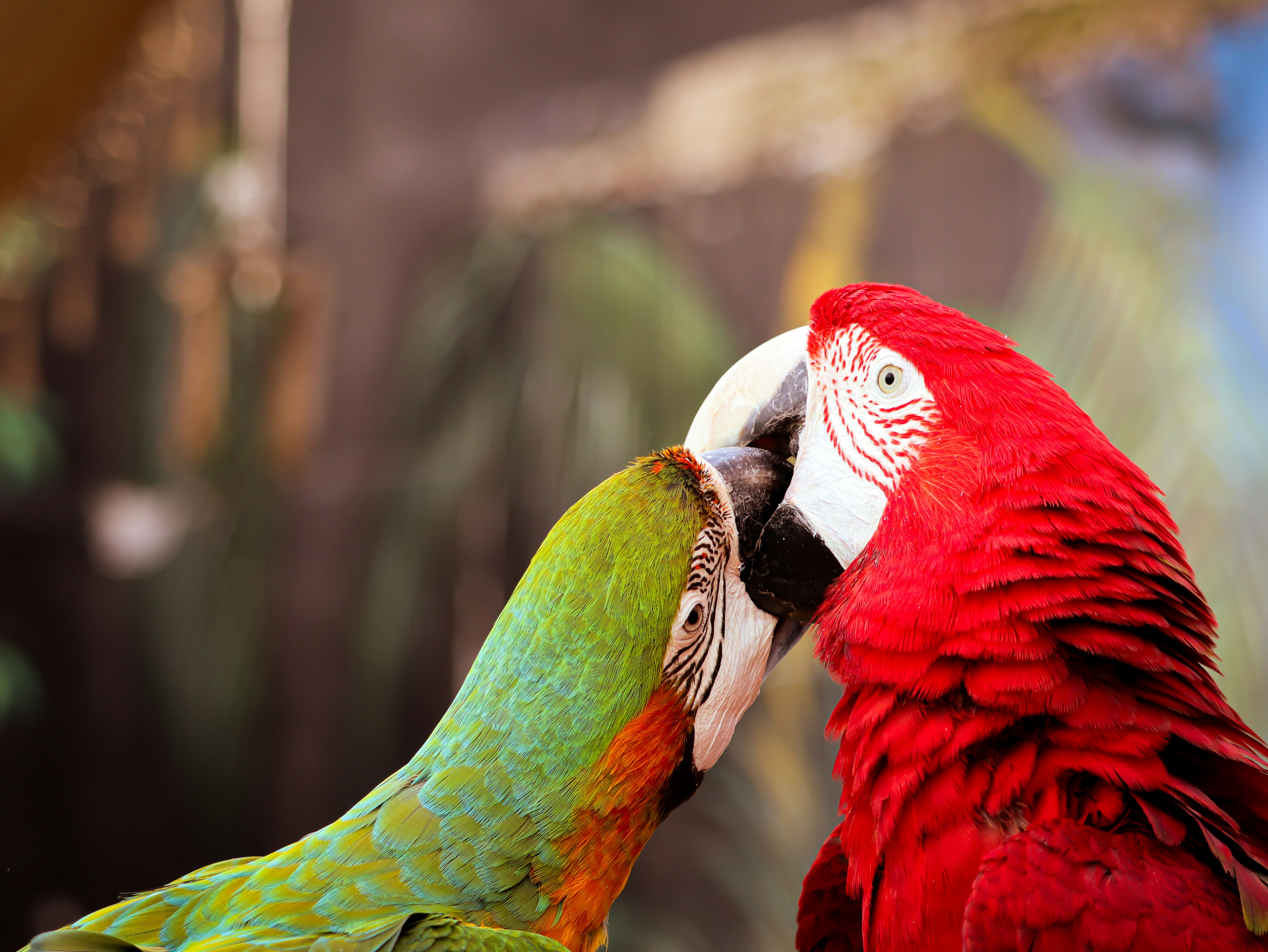 A red and green parrot is kissing another parrot photo – Free Love ...