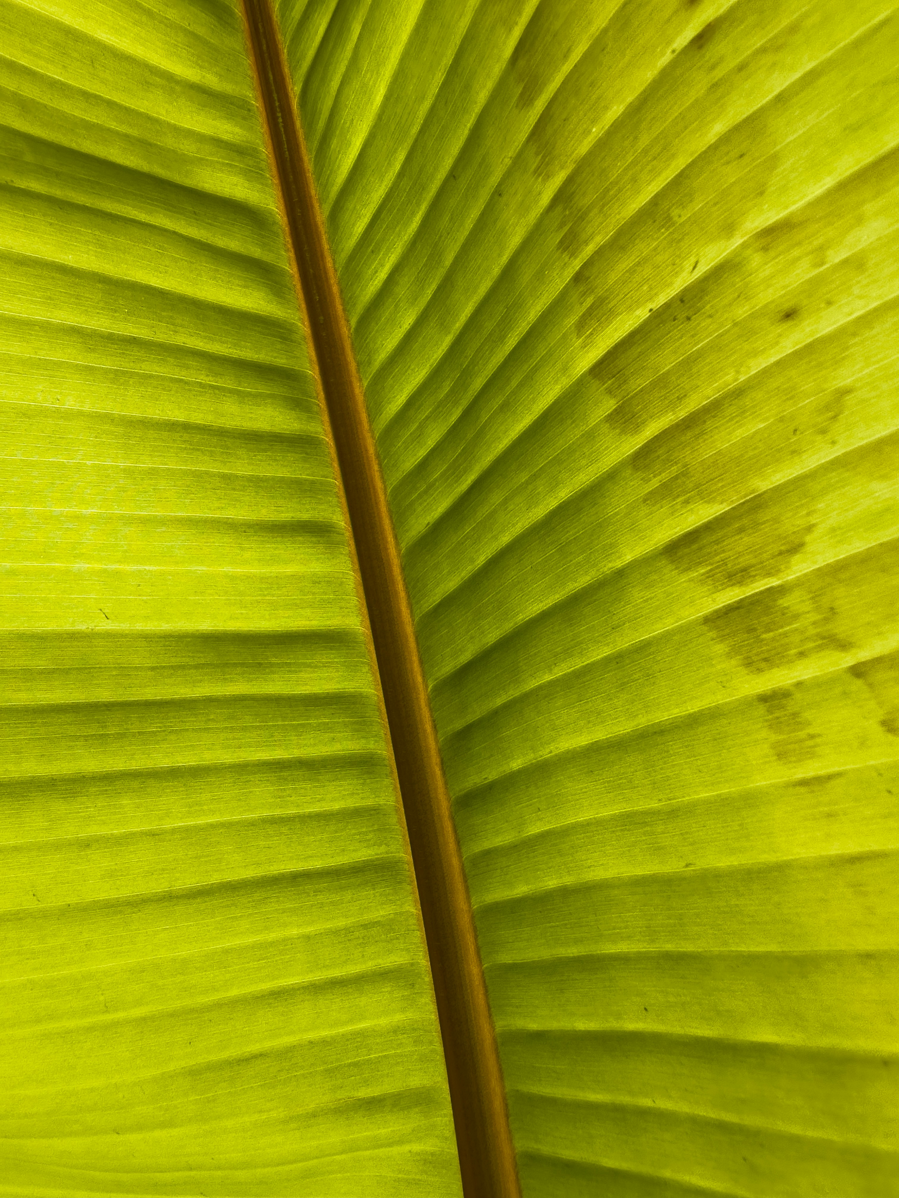 A close up of a large green leaf photo – Free Background Image on Unsplash