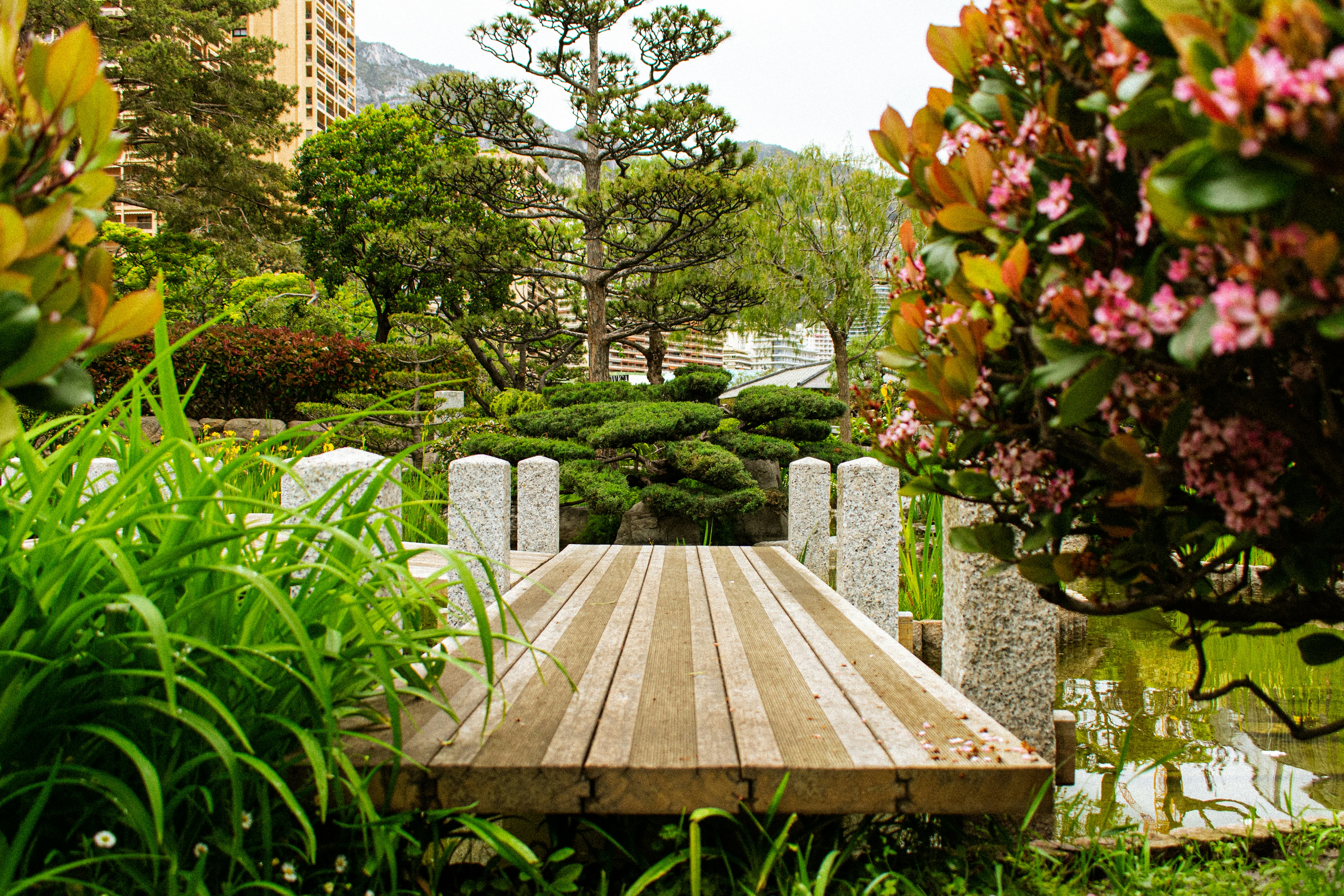 Timber Bridge to the Quiet Garden: Symmetry, Pink Blooms, and a Calm Pond