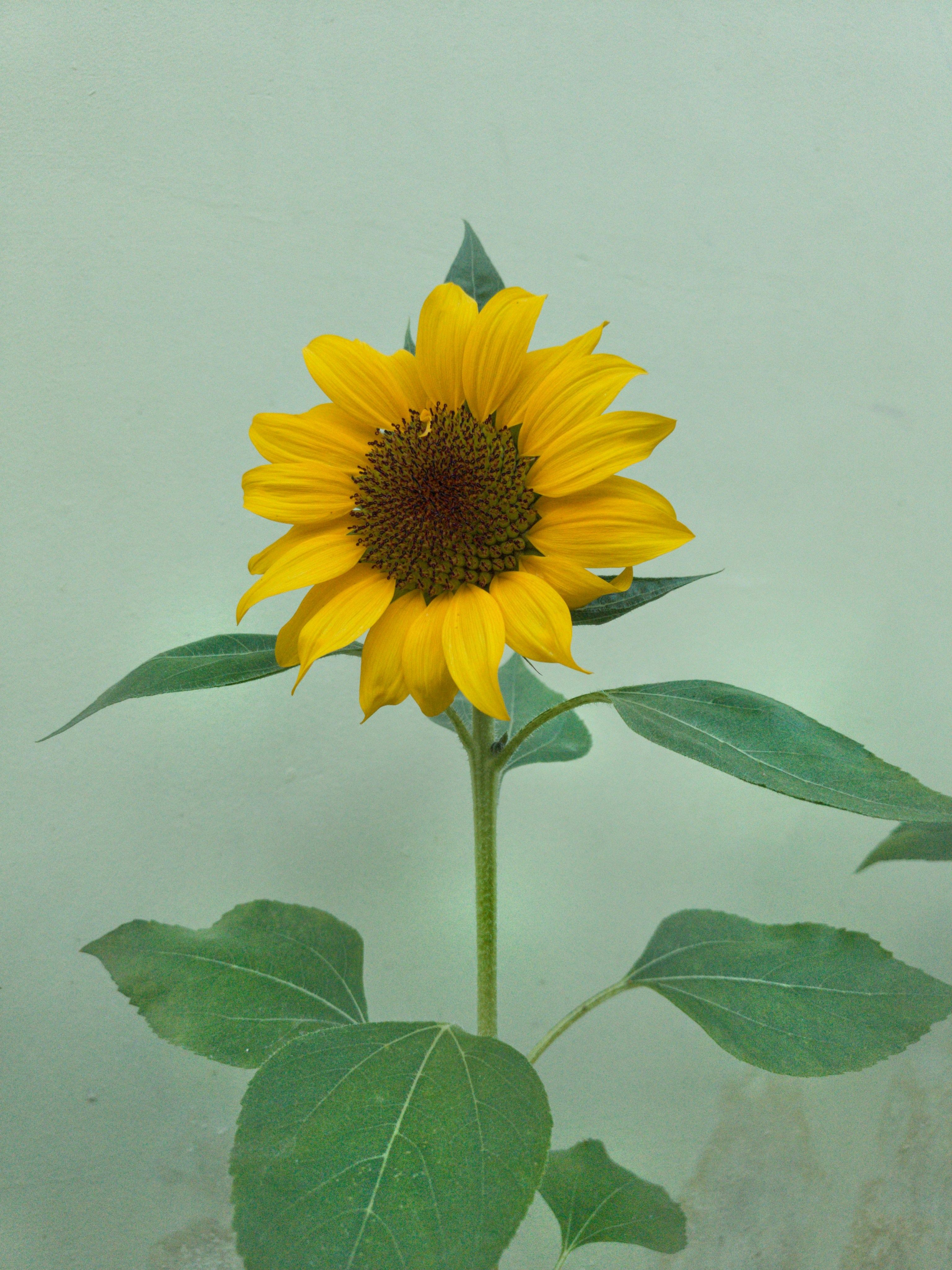 Photograph of a single sunflower with a bright yellow bloom and dark center against a pale teal background. The composition emphasizes botanical detail and a clean, minimal backdrop.