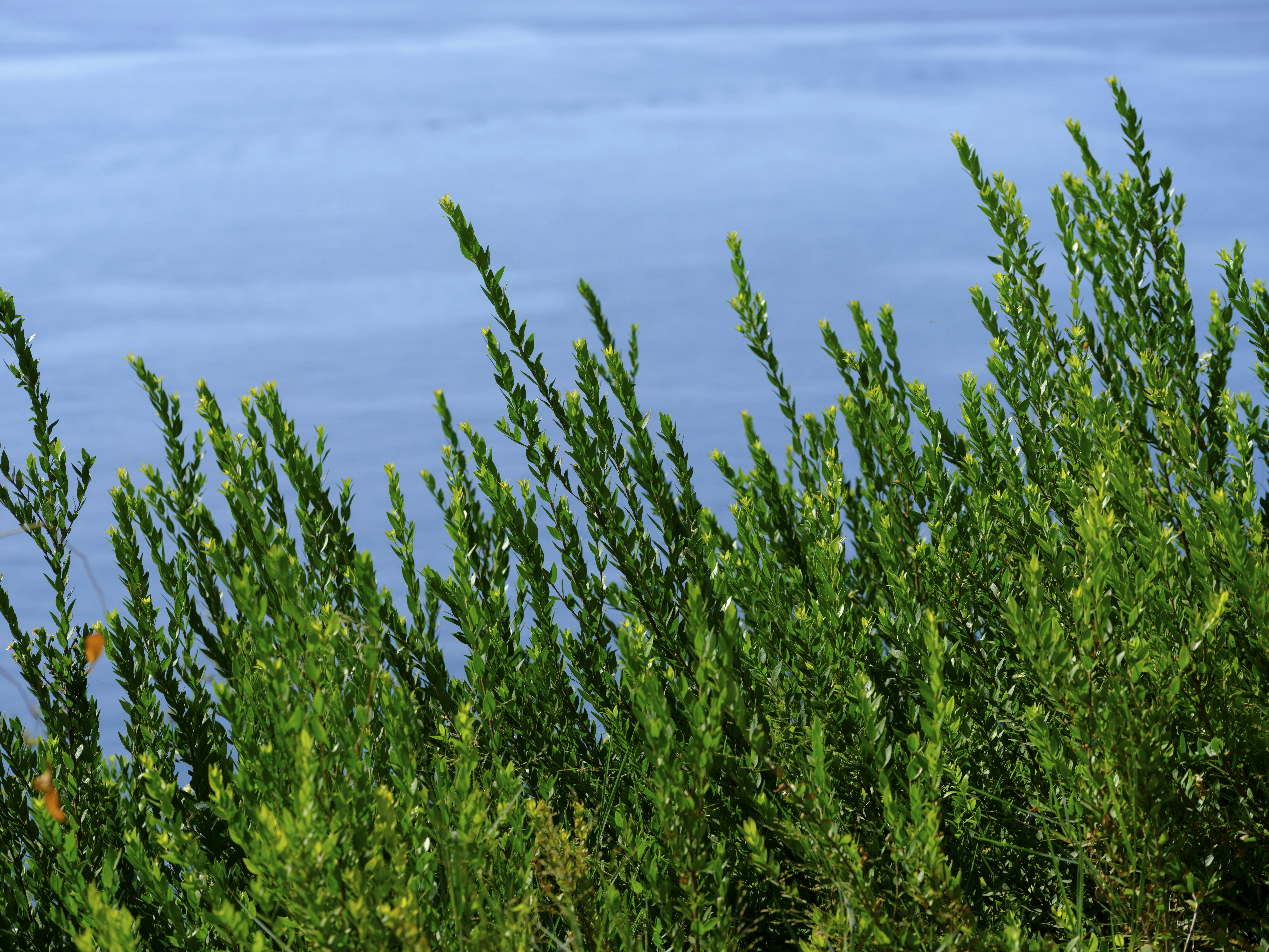green plants in spring